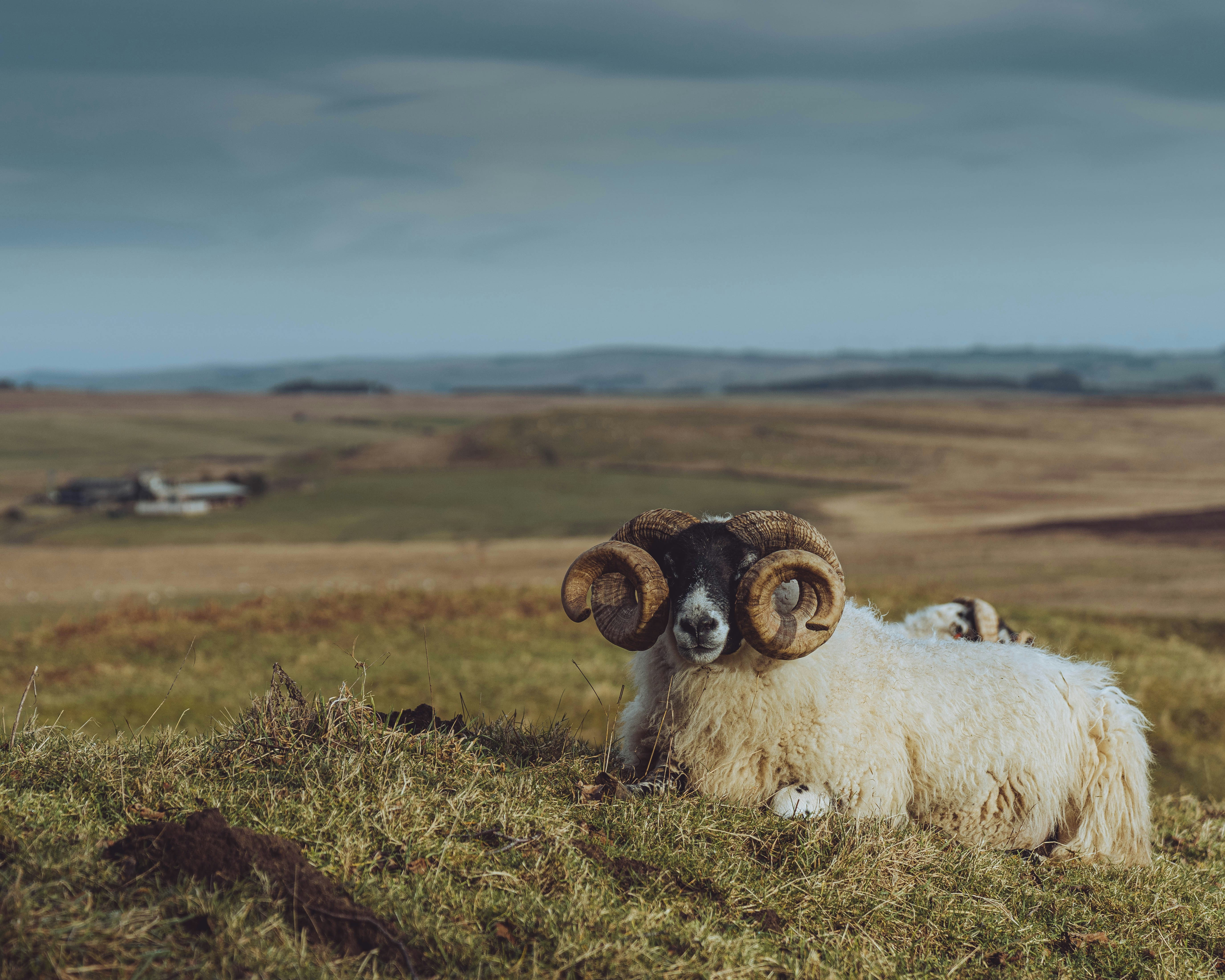 A ram laying in a grassy field on a cloudy day photo – Free Uk Image on ...