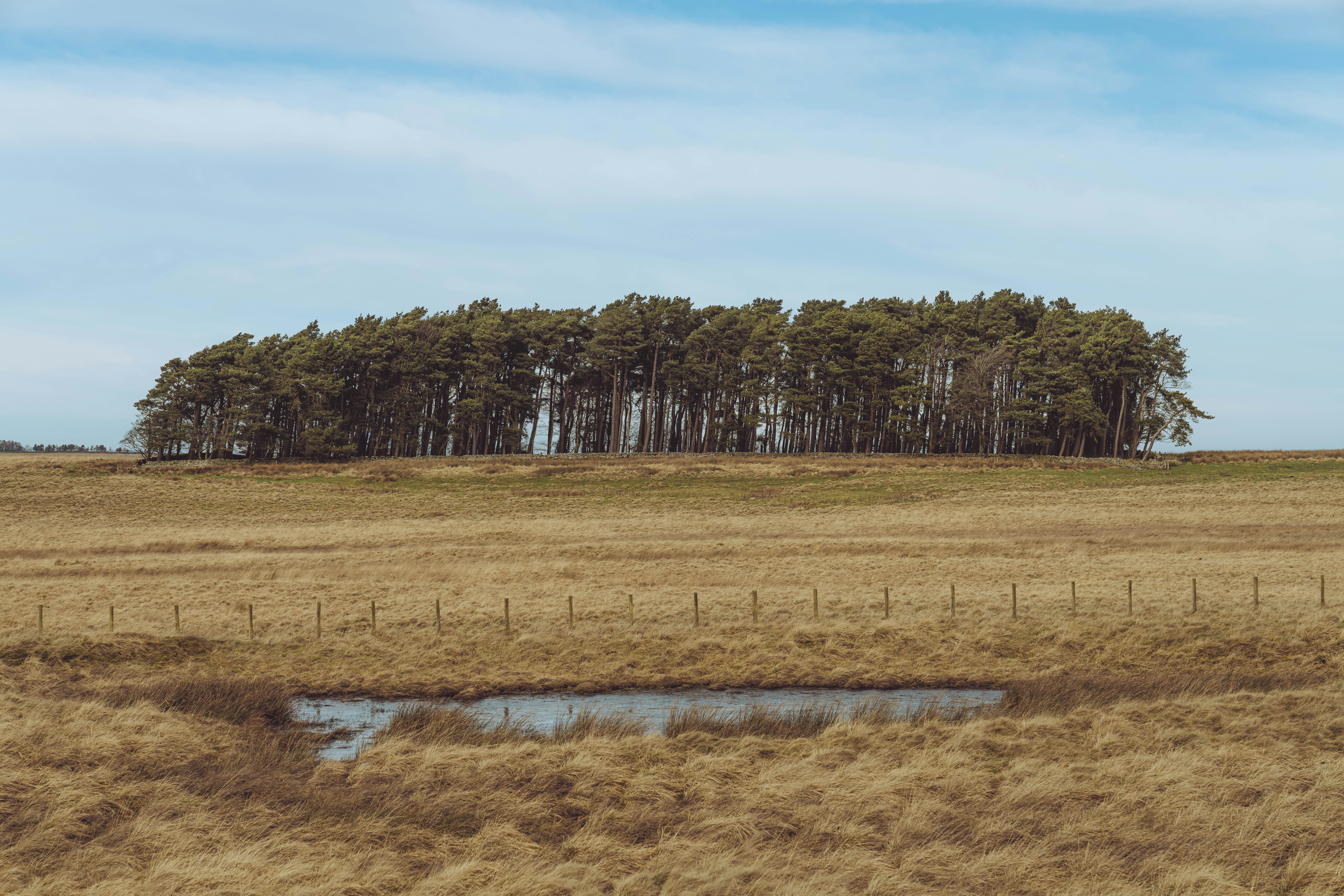 Horizon Pines Over a Quiet Prairie Pond