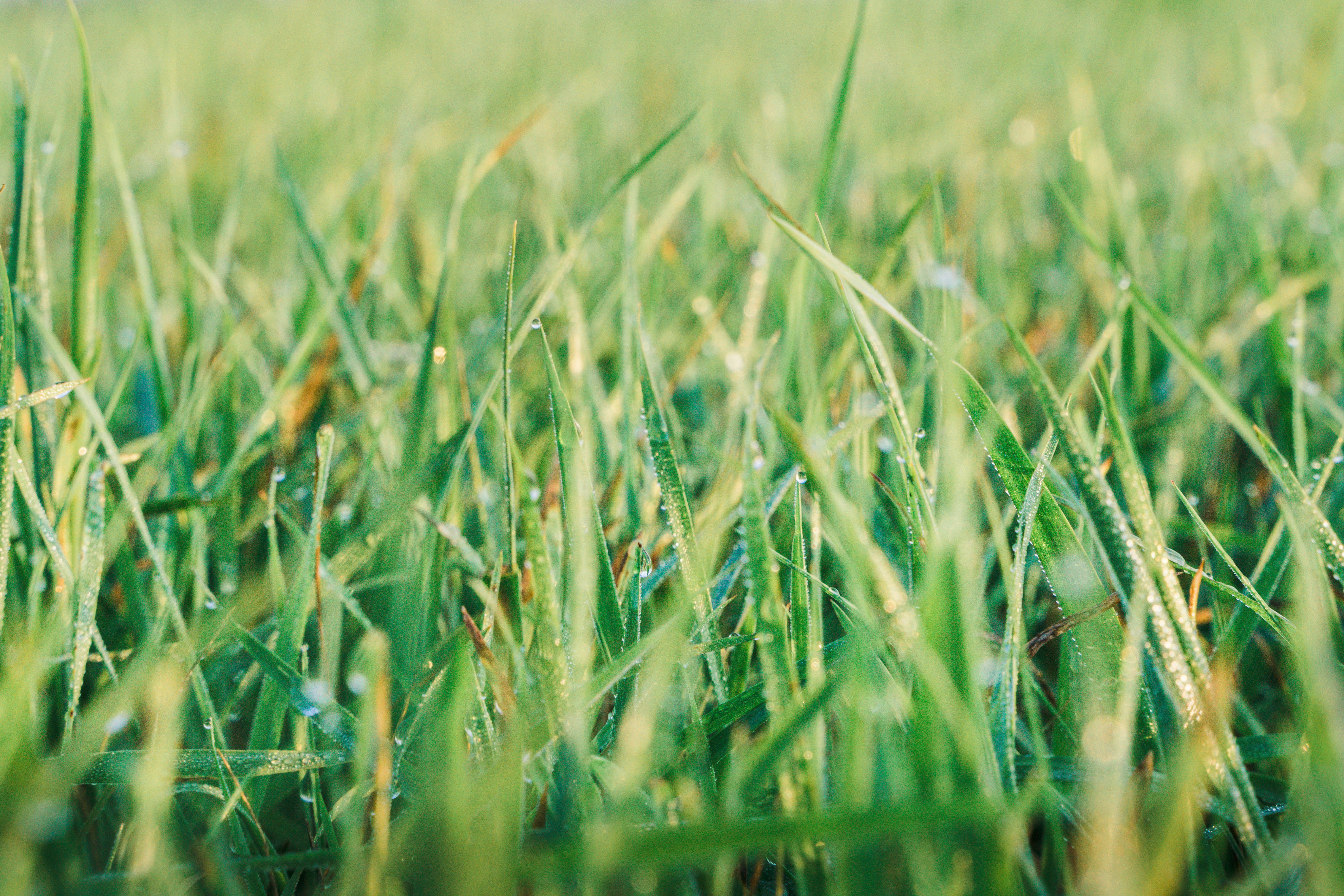 A close up of a field of green grass photo – Free Green Image on Unsplash