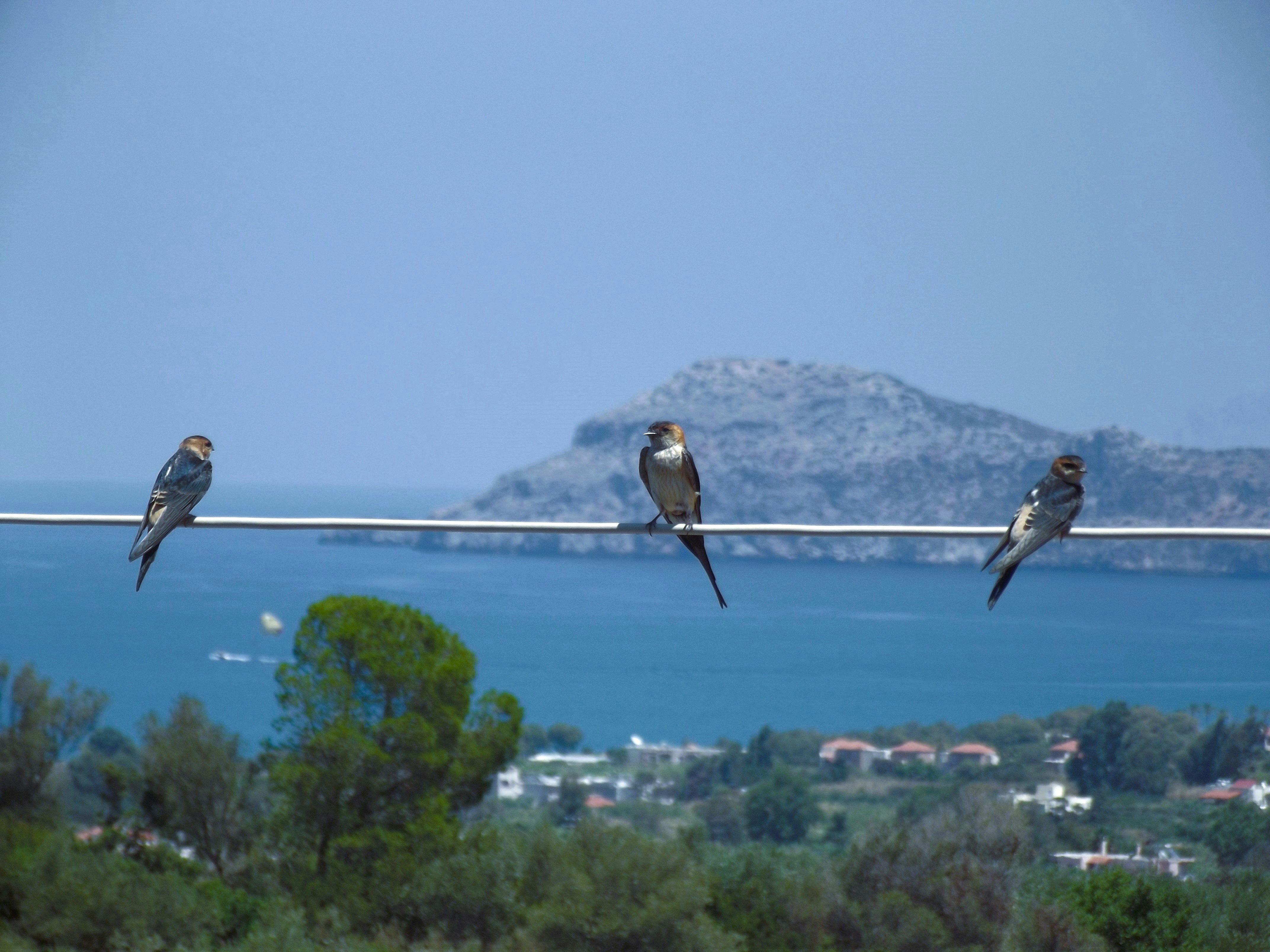 Midday Trios: Swallows on a Seaside Wire Over a Quiet Coastal Landscape