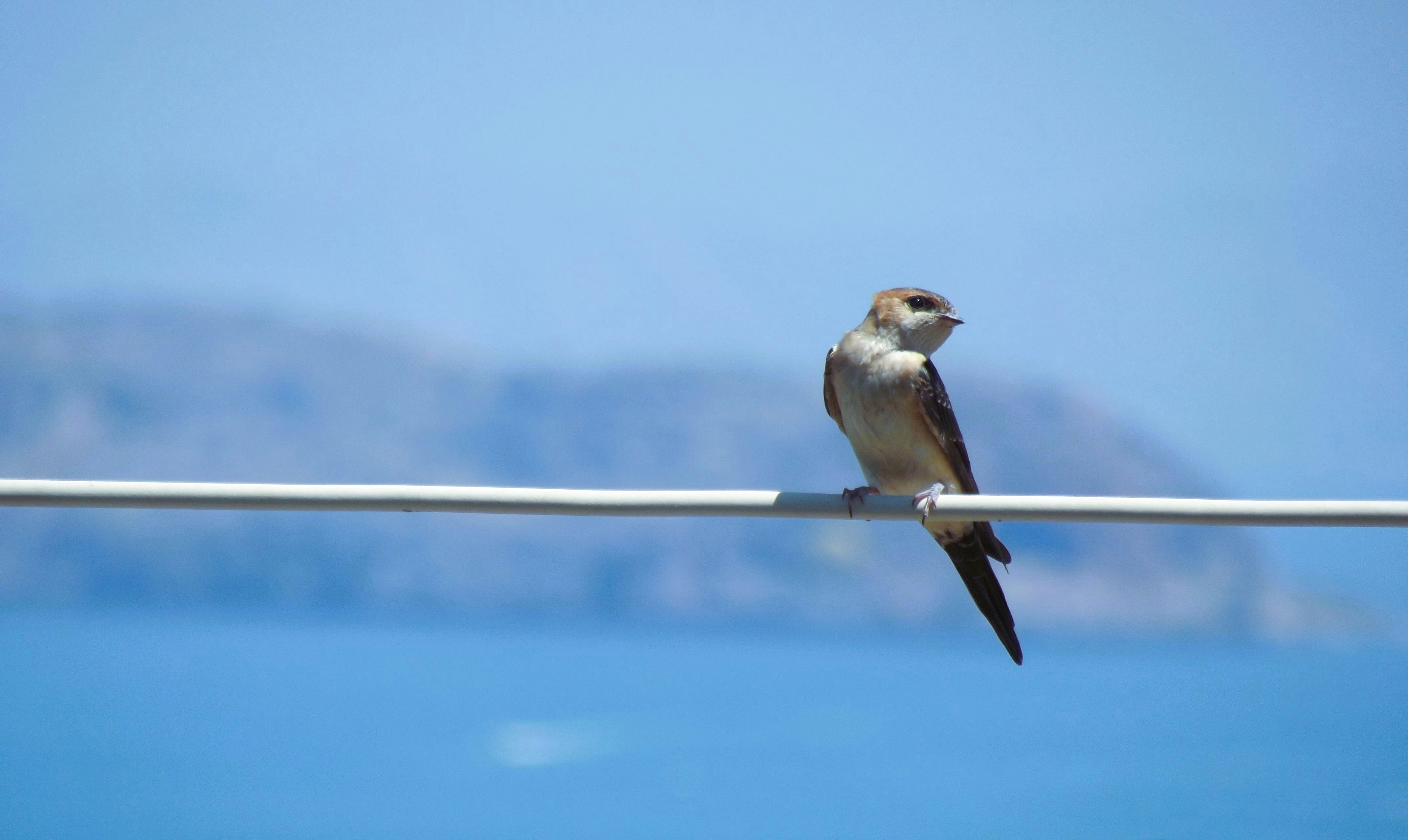 Photo by Ian Yates with Fujifilm FinePix S2980