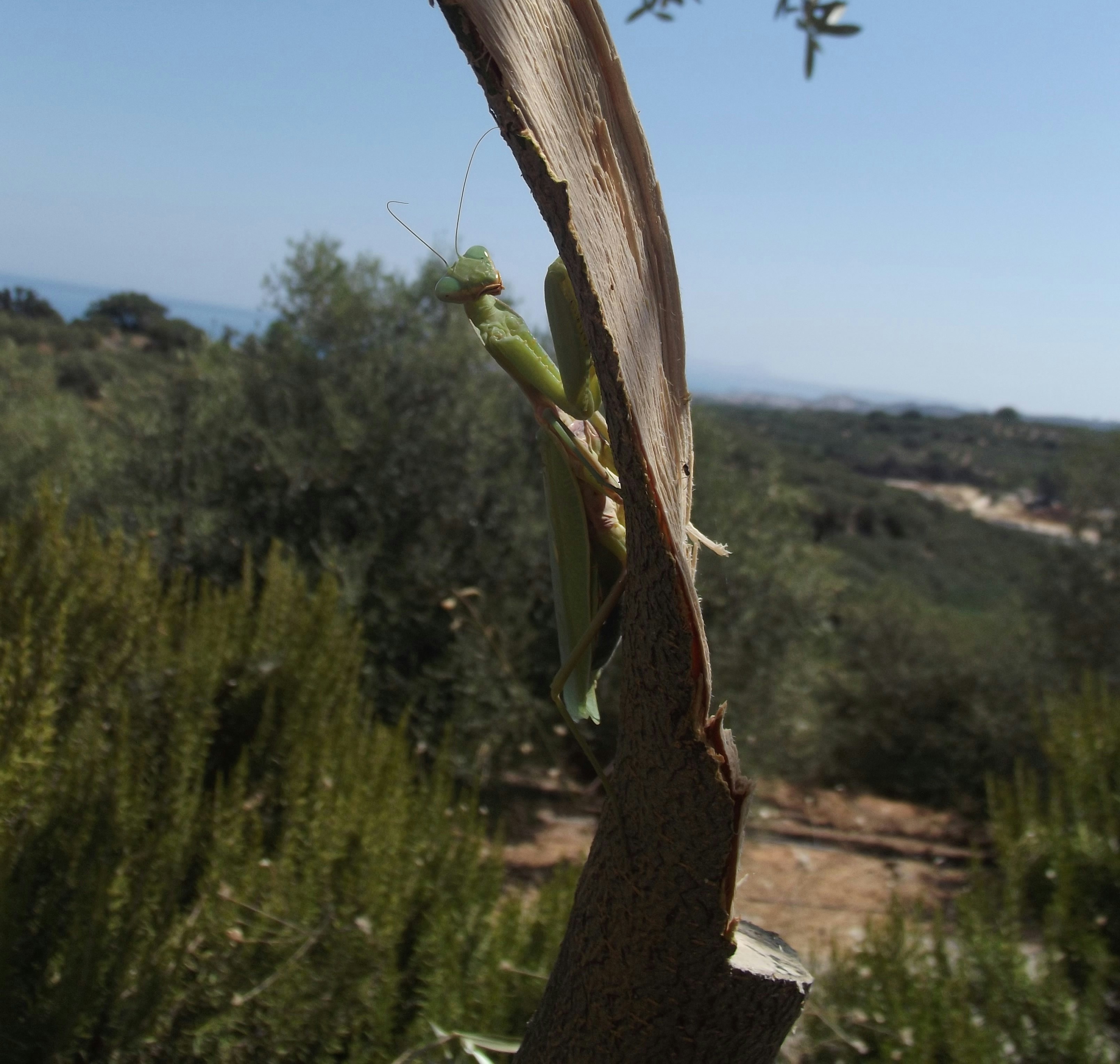 Close-up of a green mantis nymph perched on a dried stem with a blurred hillside landscape and blue sky in the background.