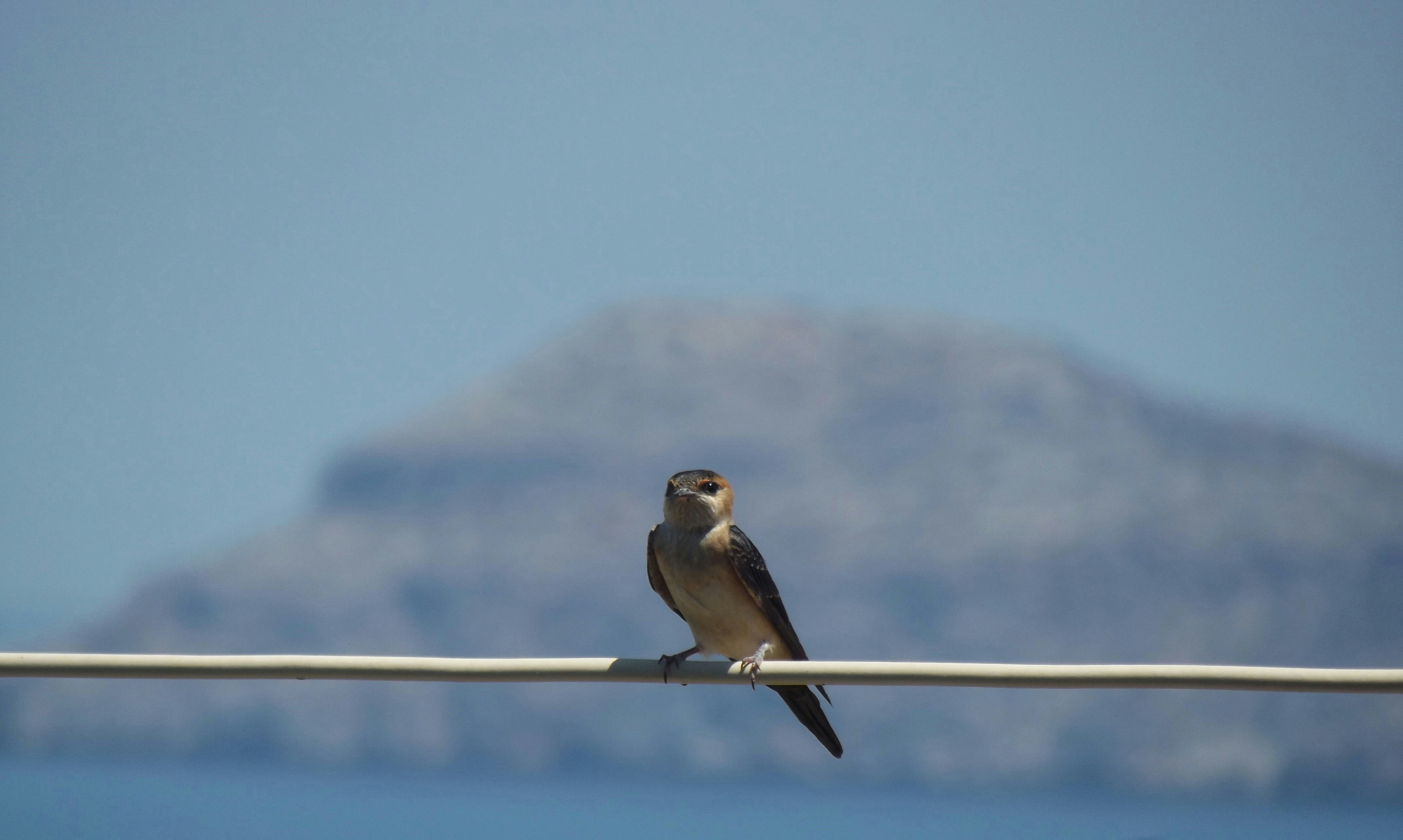 A lone bird perches on a thin wire against a pale blue sky, with a blurred, distant plateau creating a minimal, calm backdrop.
