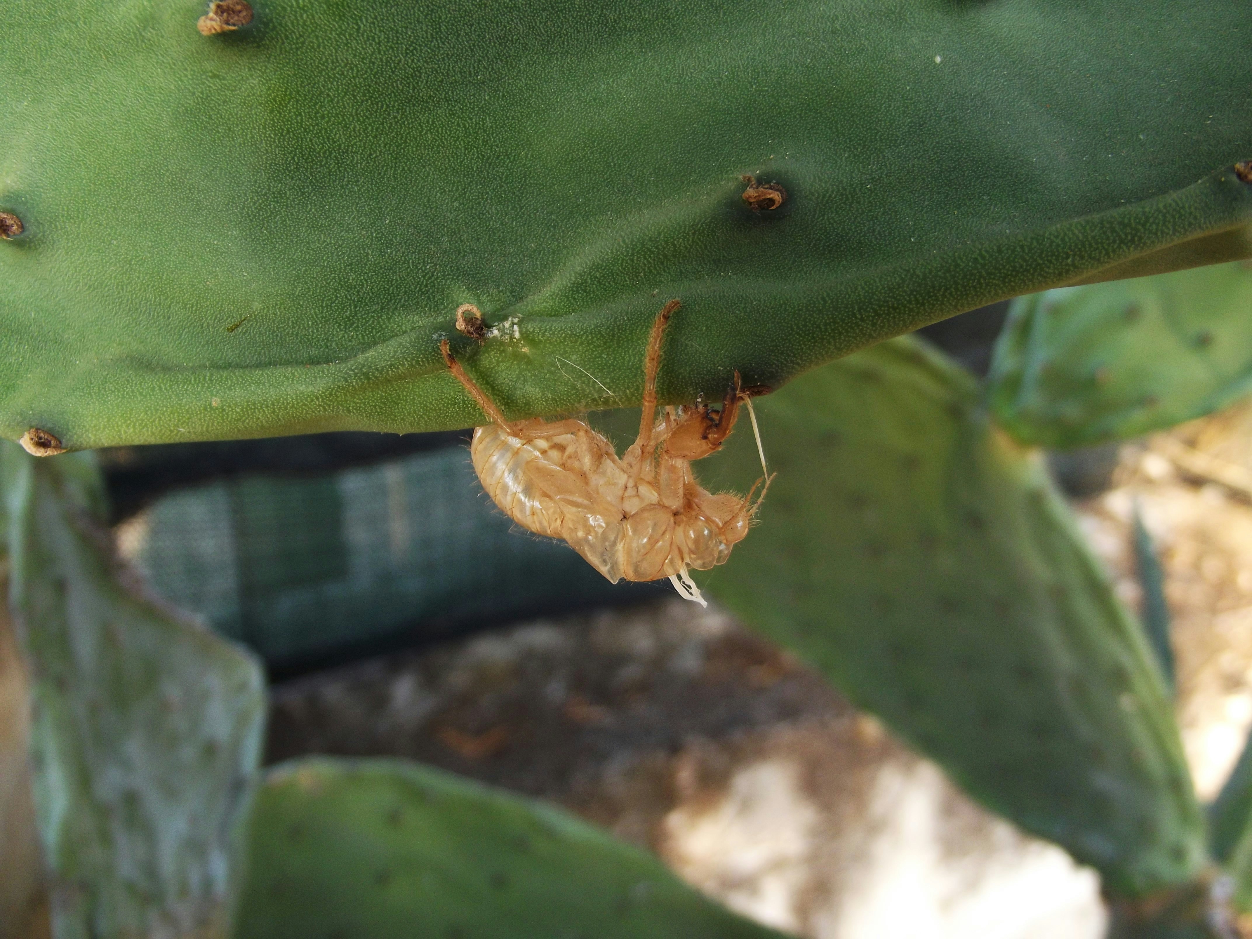 Gros plan d’un insecte sur une plante photo – Image gratuite de Crète ...