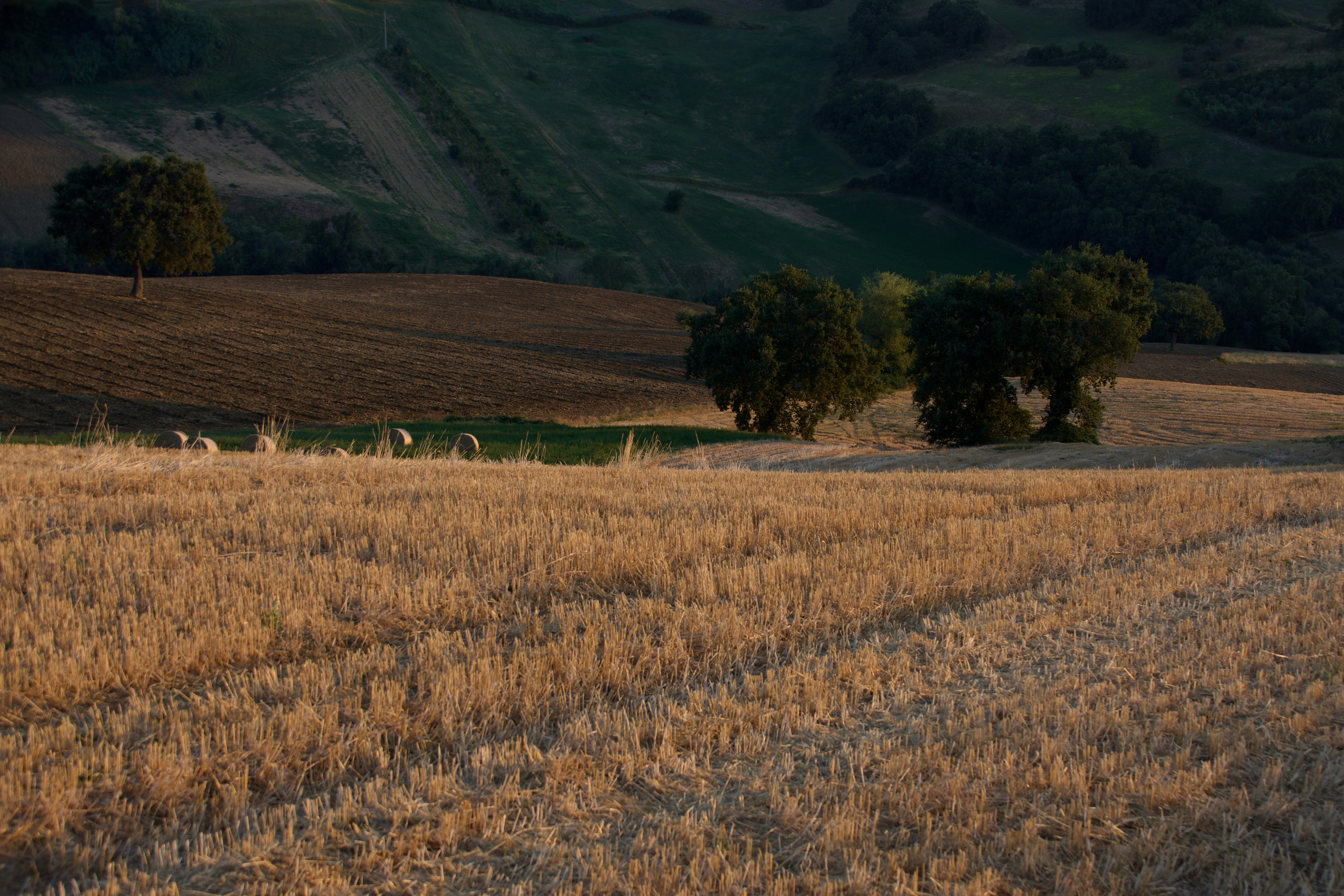 Foto zum Thema Ein großes Feld, auf dem Tiere grasen – Kostenloses Bild ...