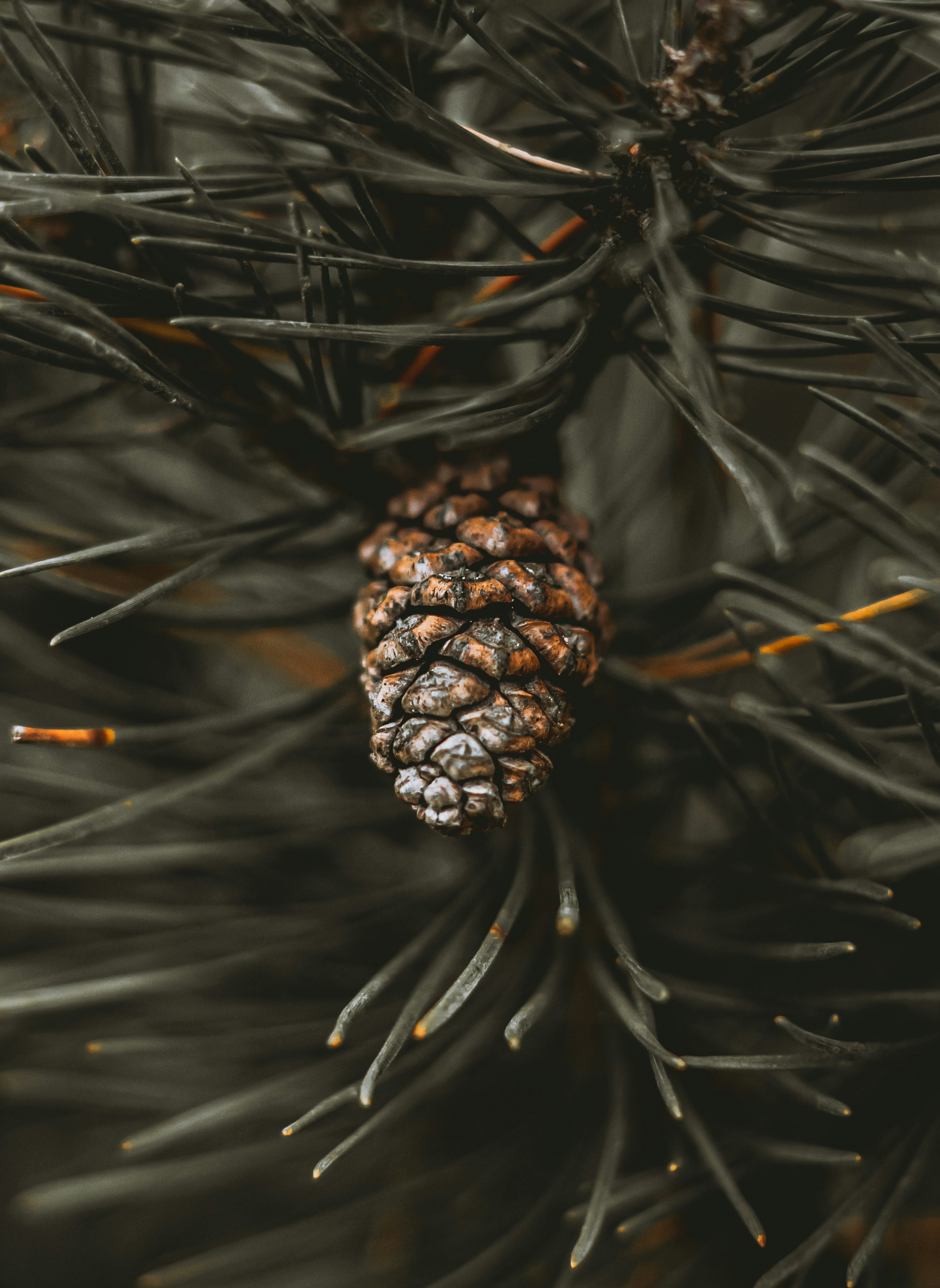 Midwinter Pine Cone: Tight Texture Amidst Dark Needles