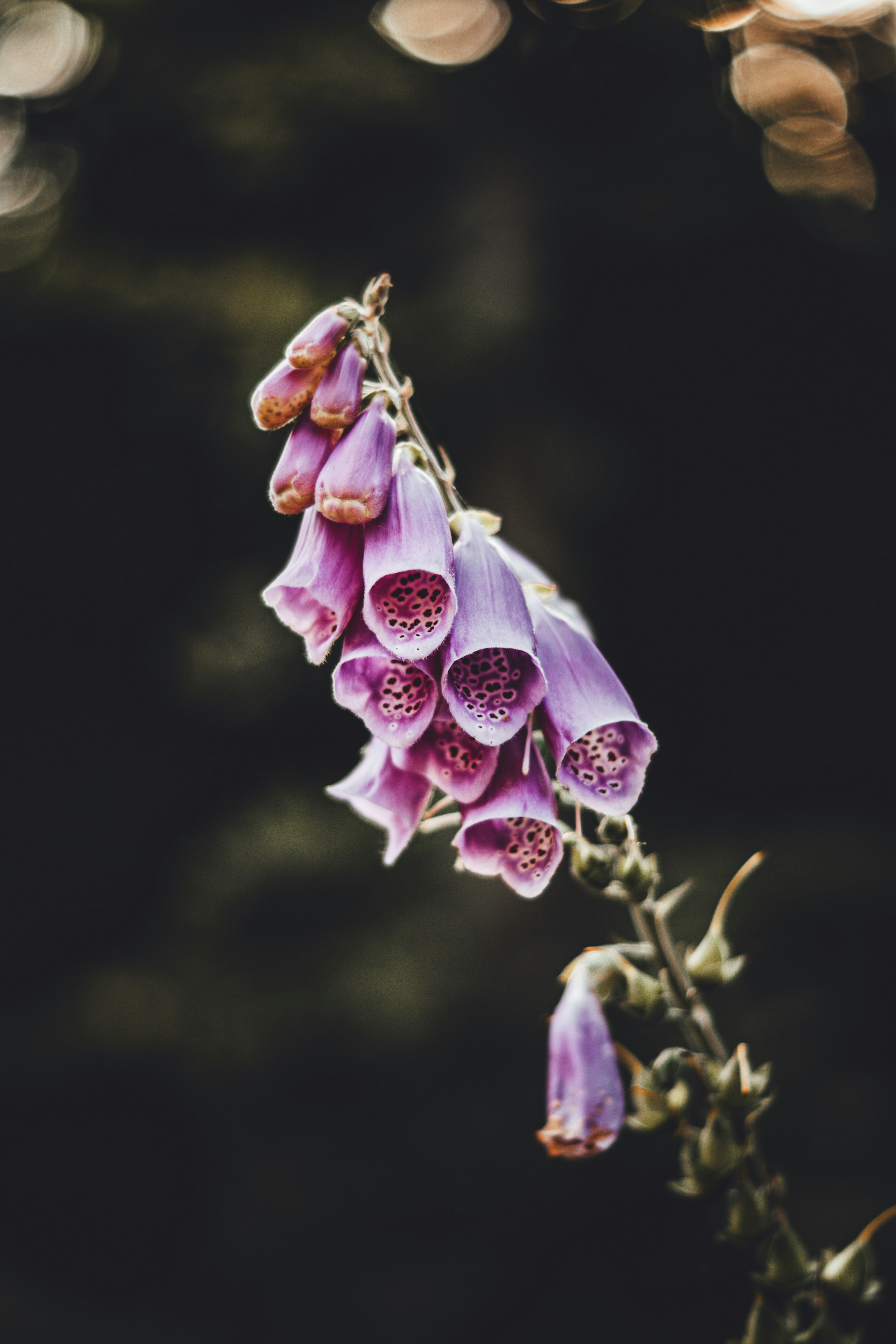 Violet bells in a velvet night: a linger on a single stem