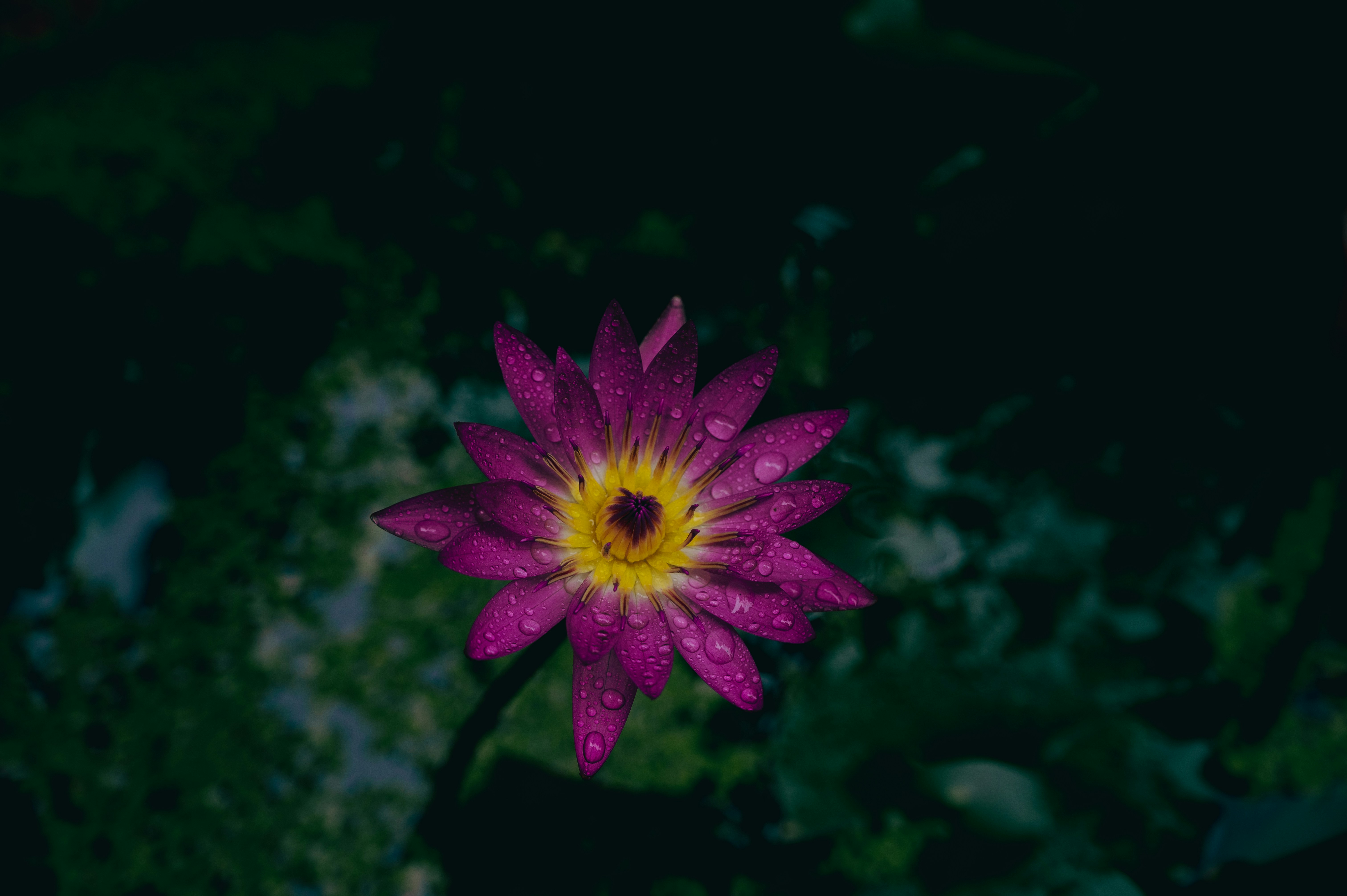 Photo by Phạm Mạnh with Nikon Z6