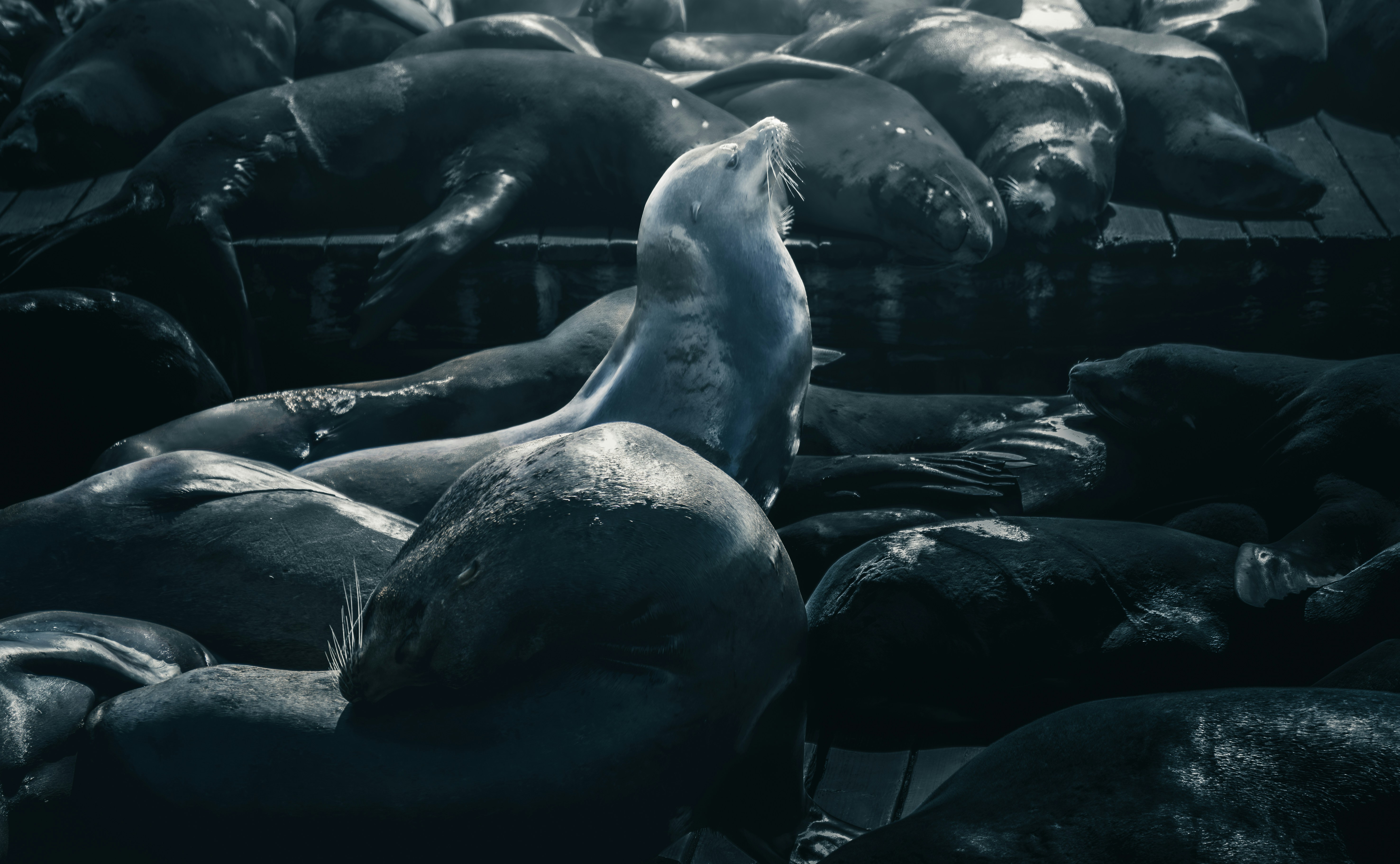 A Quiet Constellation of Seals: Lines of Sleep and Light
