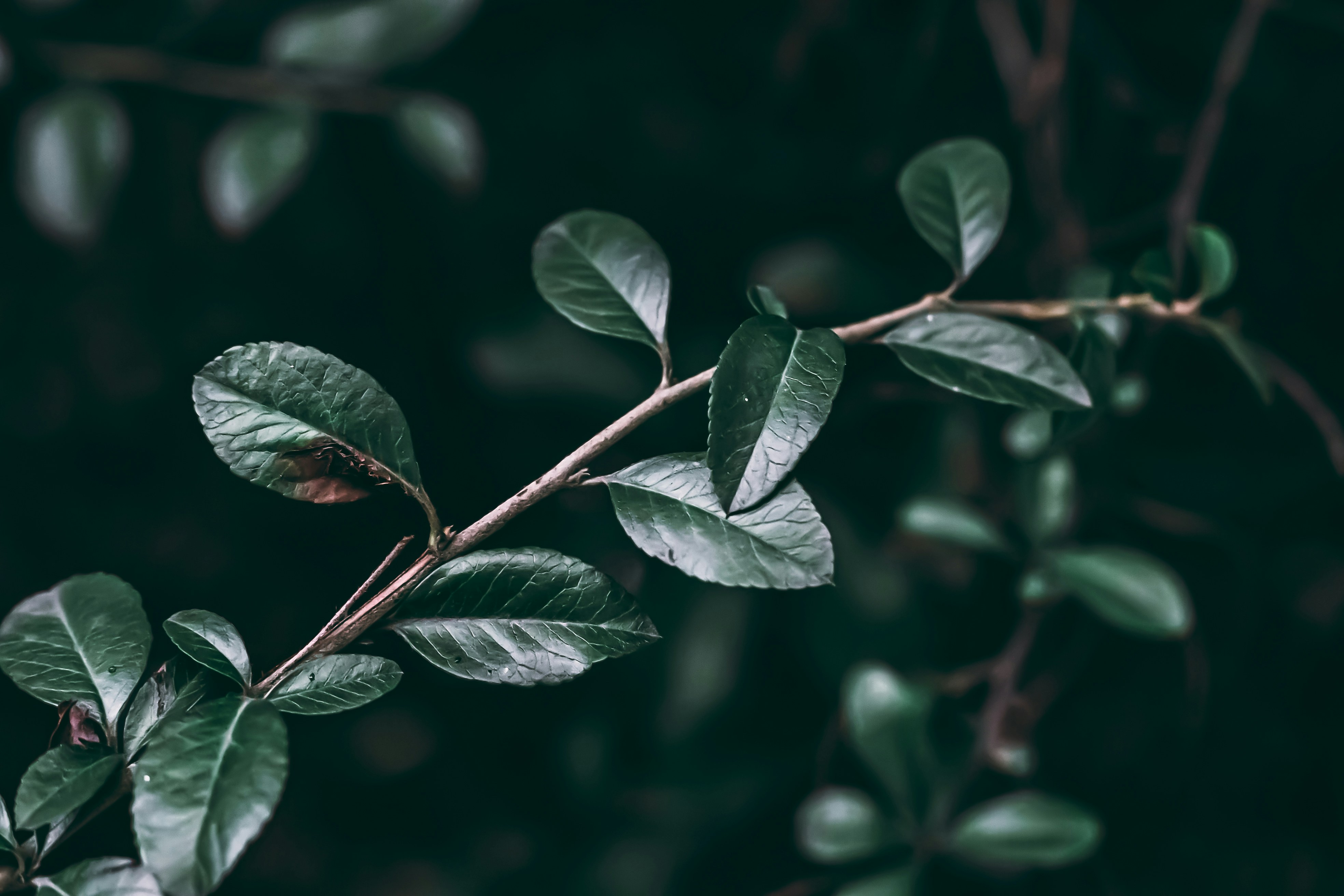 A branch of a tree with green leaves photo – Free Plant Image on Unsplash