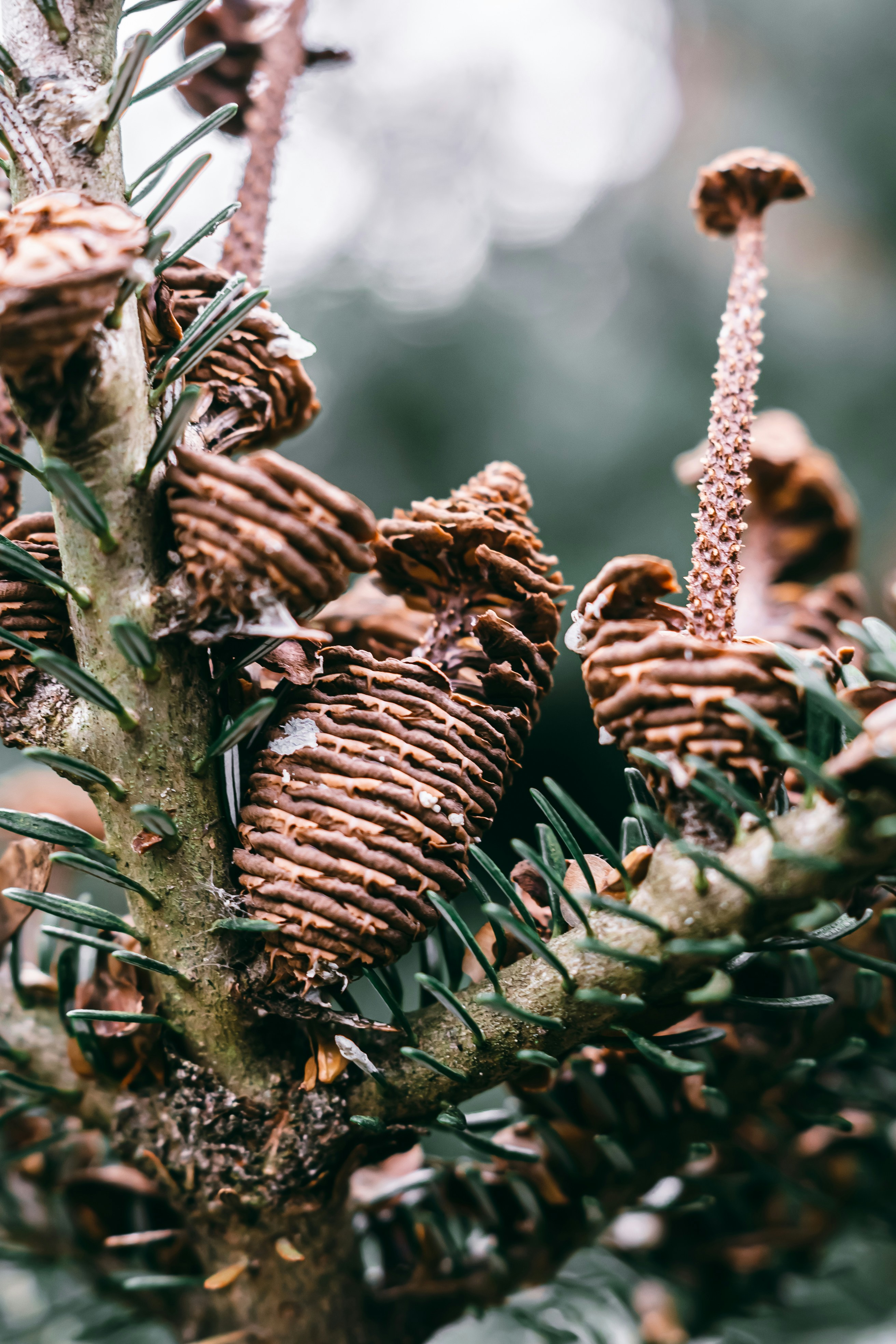 Macro Study: Pinecone Scales Clinging to a Sprig of Evergreen