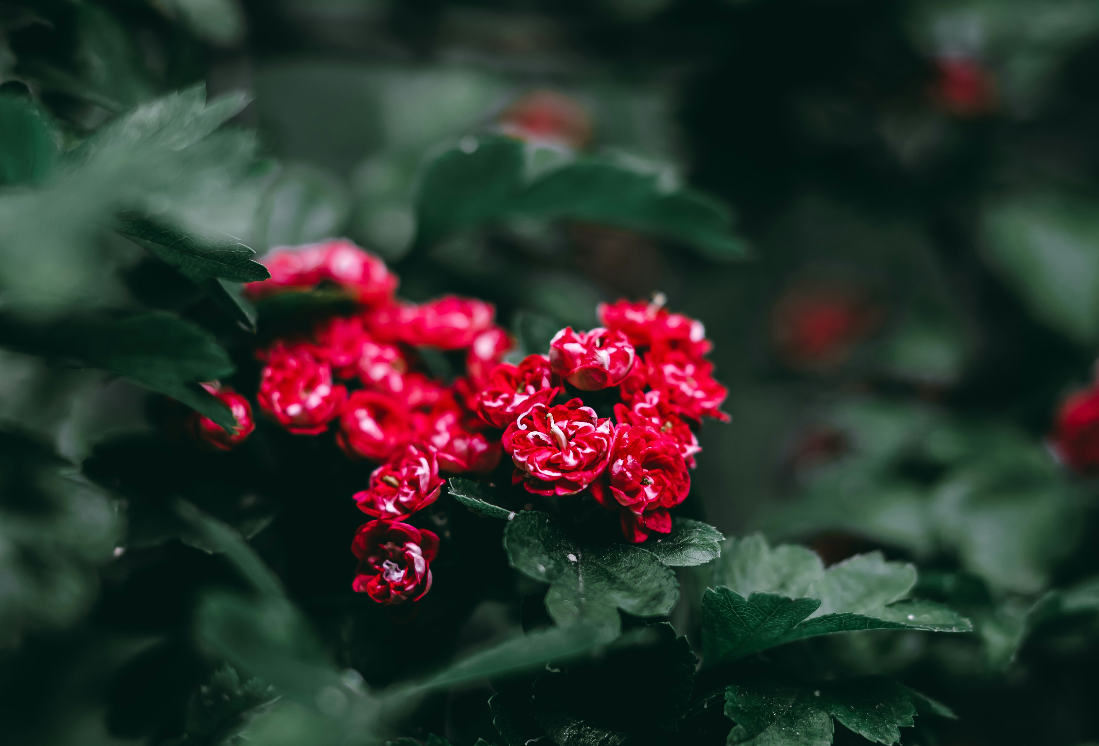 Un bouquet de fleurs rouges qui sont dans l’herbe photo – Photo Fleur ...