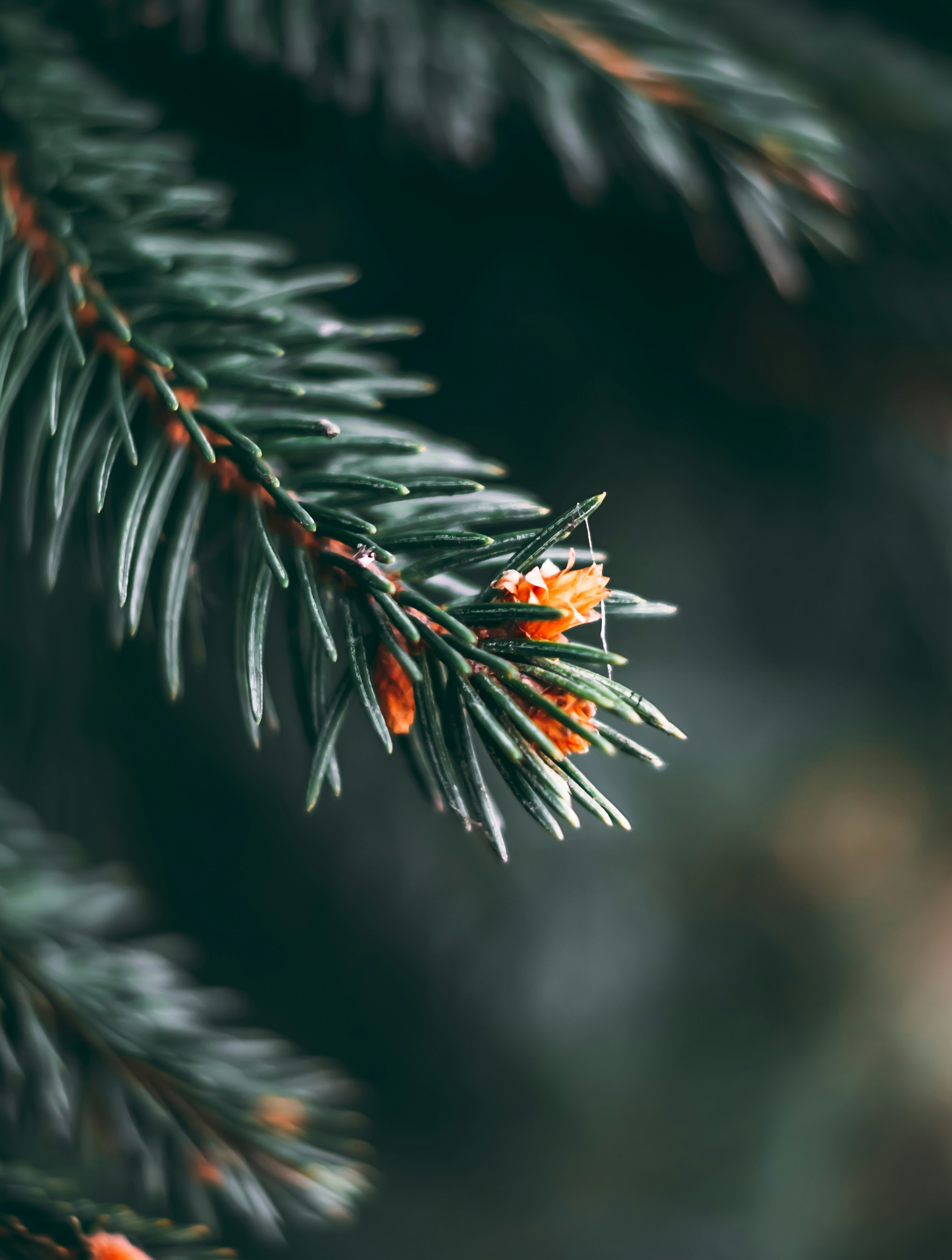Orange-brown needles bloom from a evergreen branch in soft focus