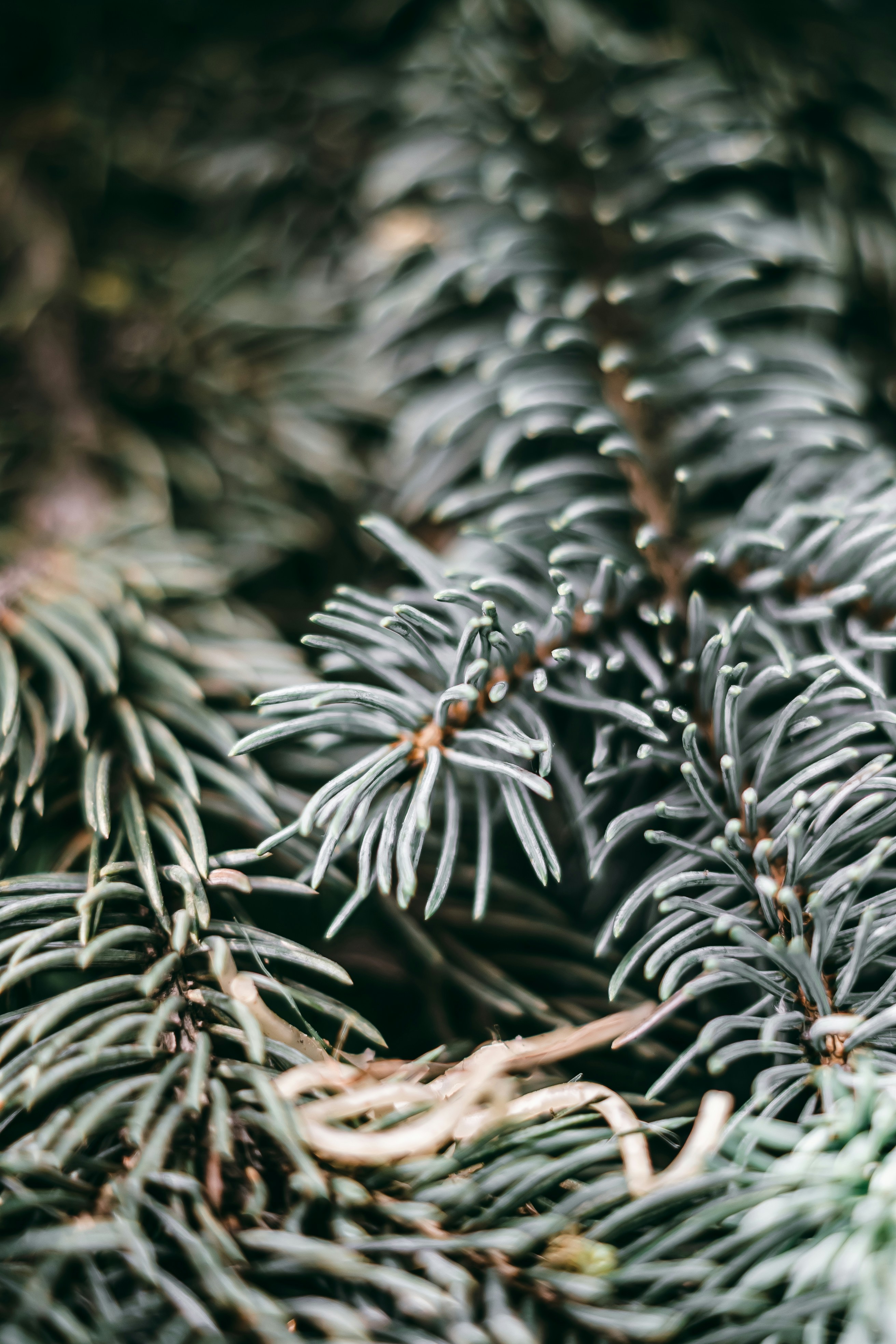 A close up of a pine tree branch photo – Free Ominous Image on Unsplash