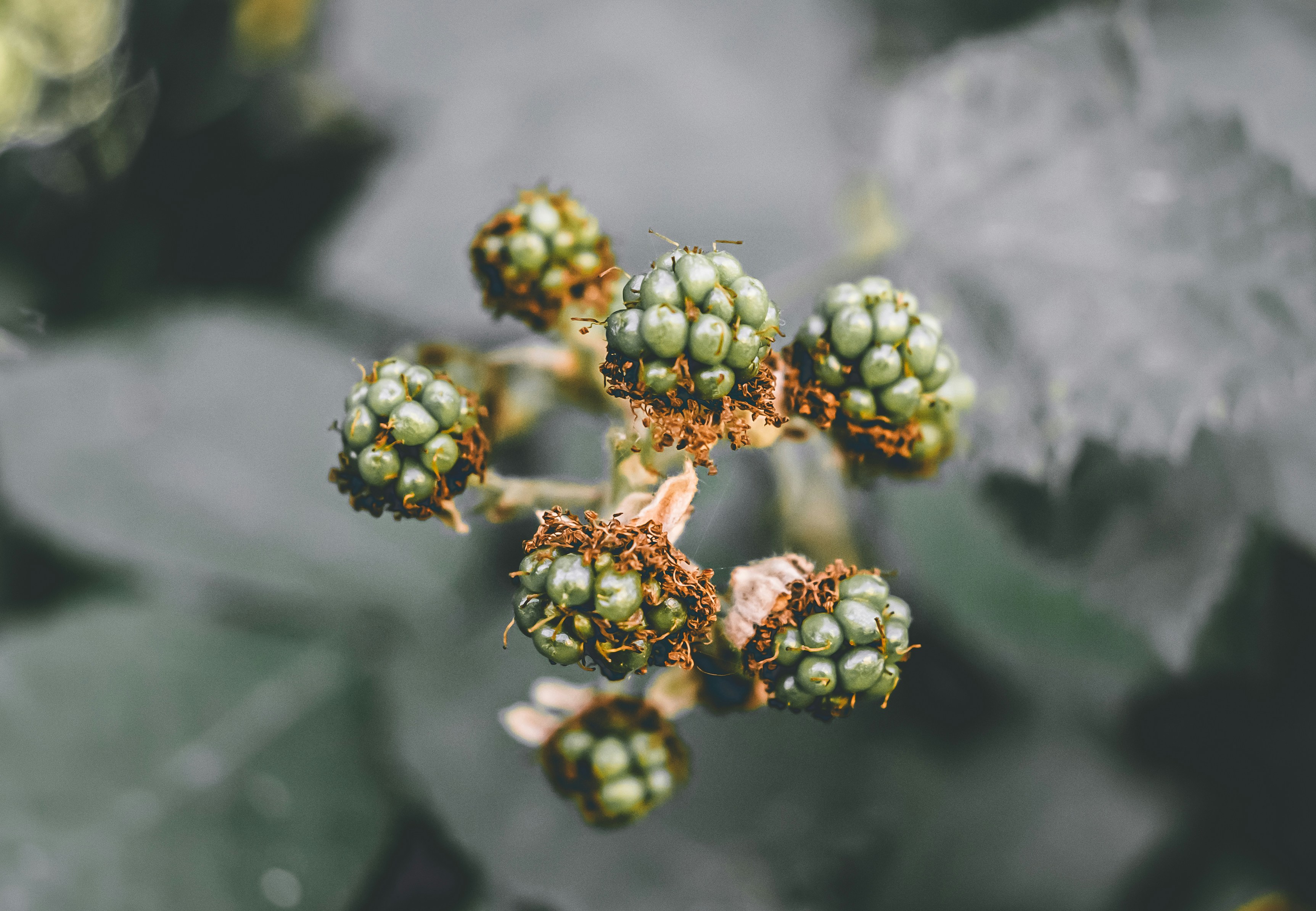 Emerald Berries: A Quiet Macro Portrait of Unripe Fruit