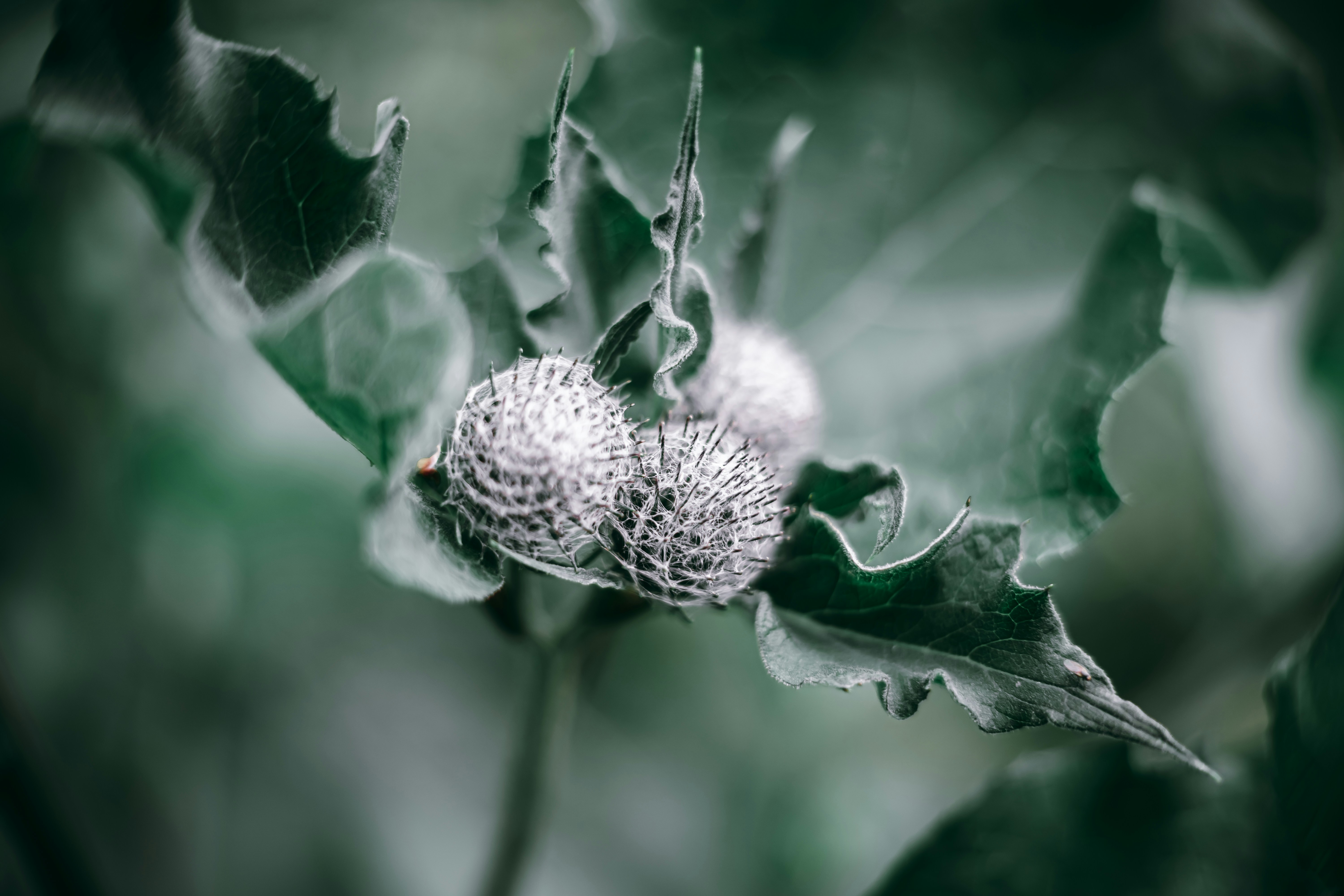 Dusty Thistle Heads: Quiet Morning on Dewy Leaves