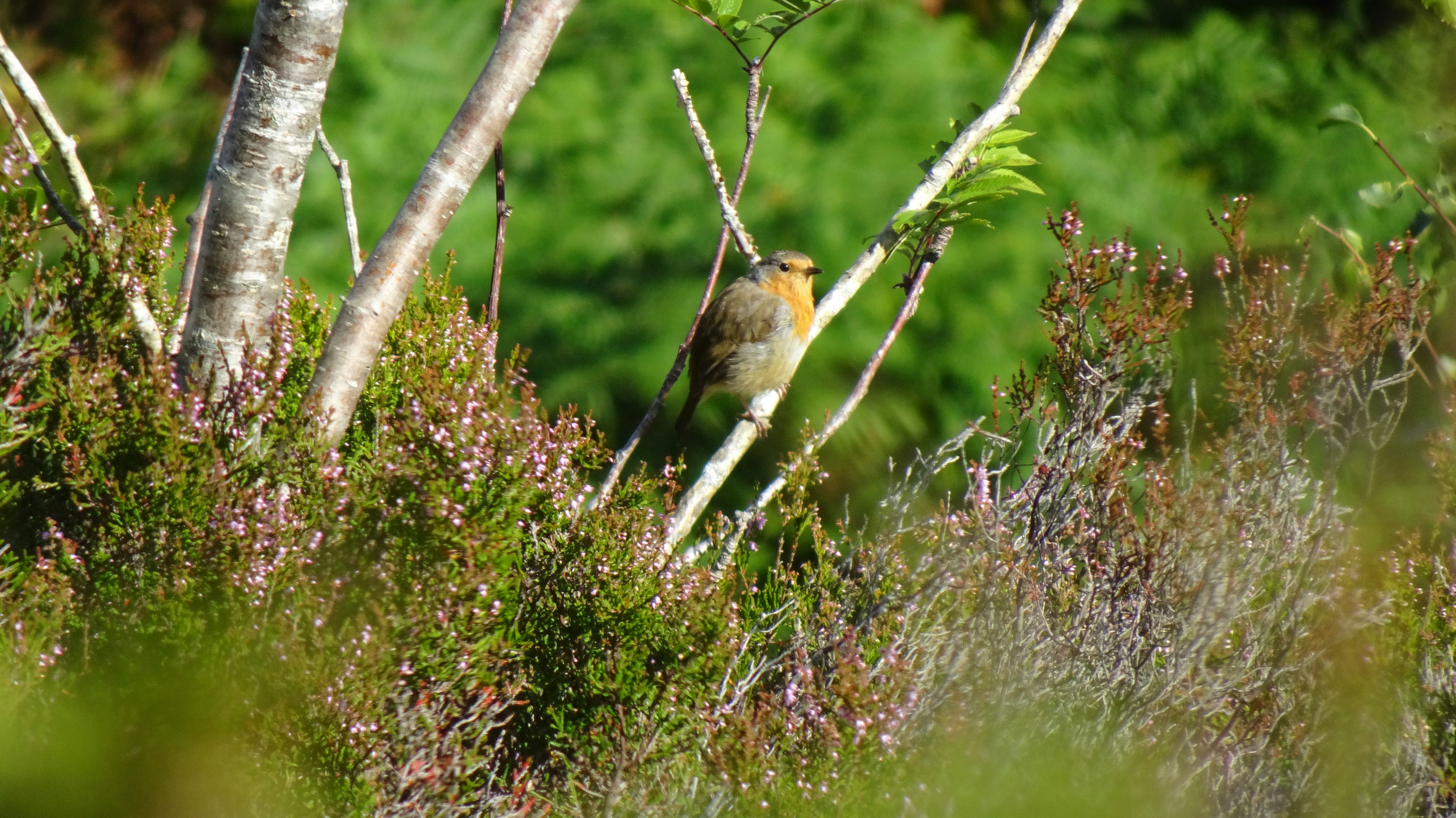 Robin Amid Pink Heather in a Sunlit Green Glade