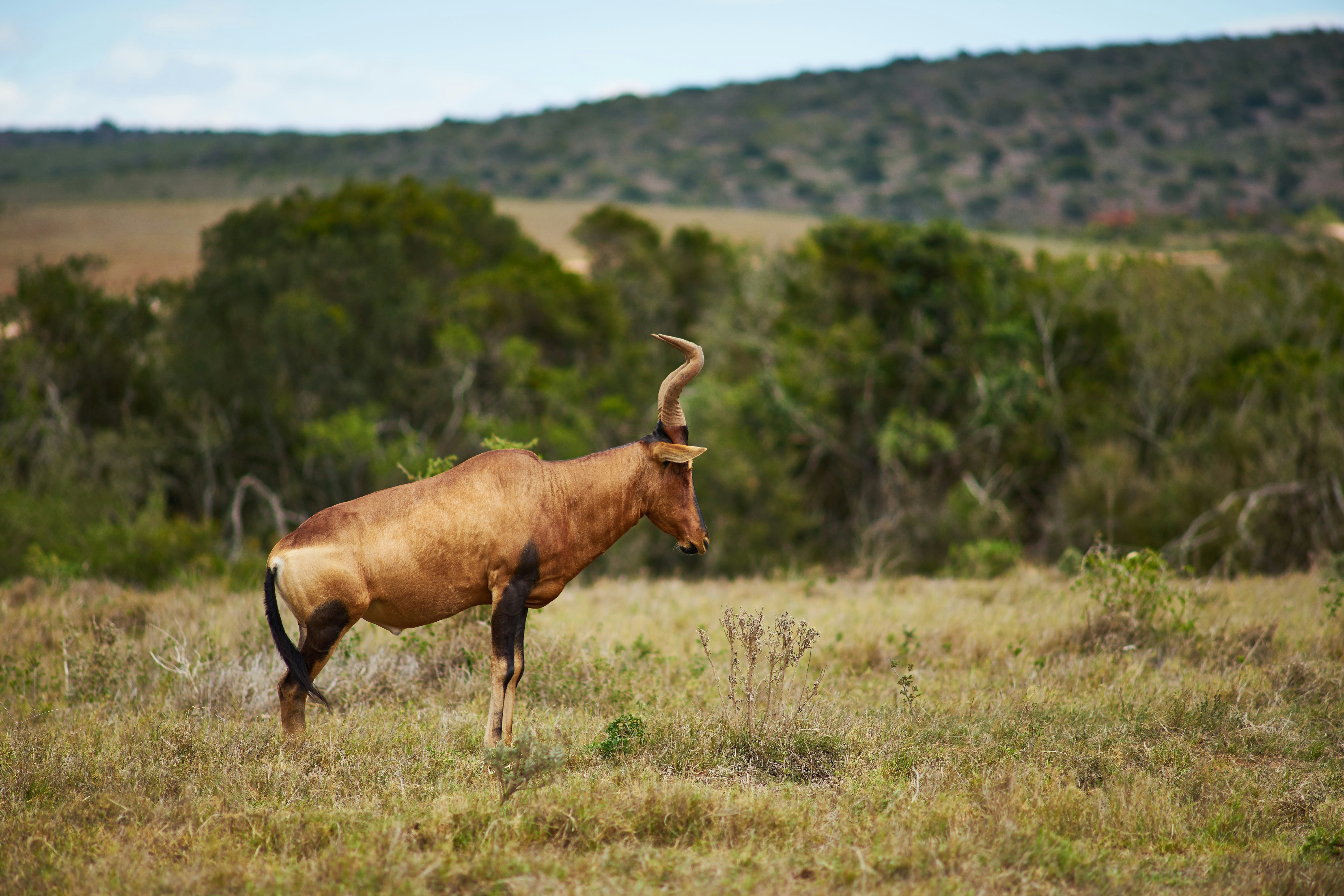 Un animal à cornes debout dans un champ herbeux photo – Image gratuite ...