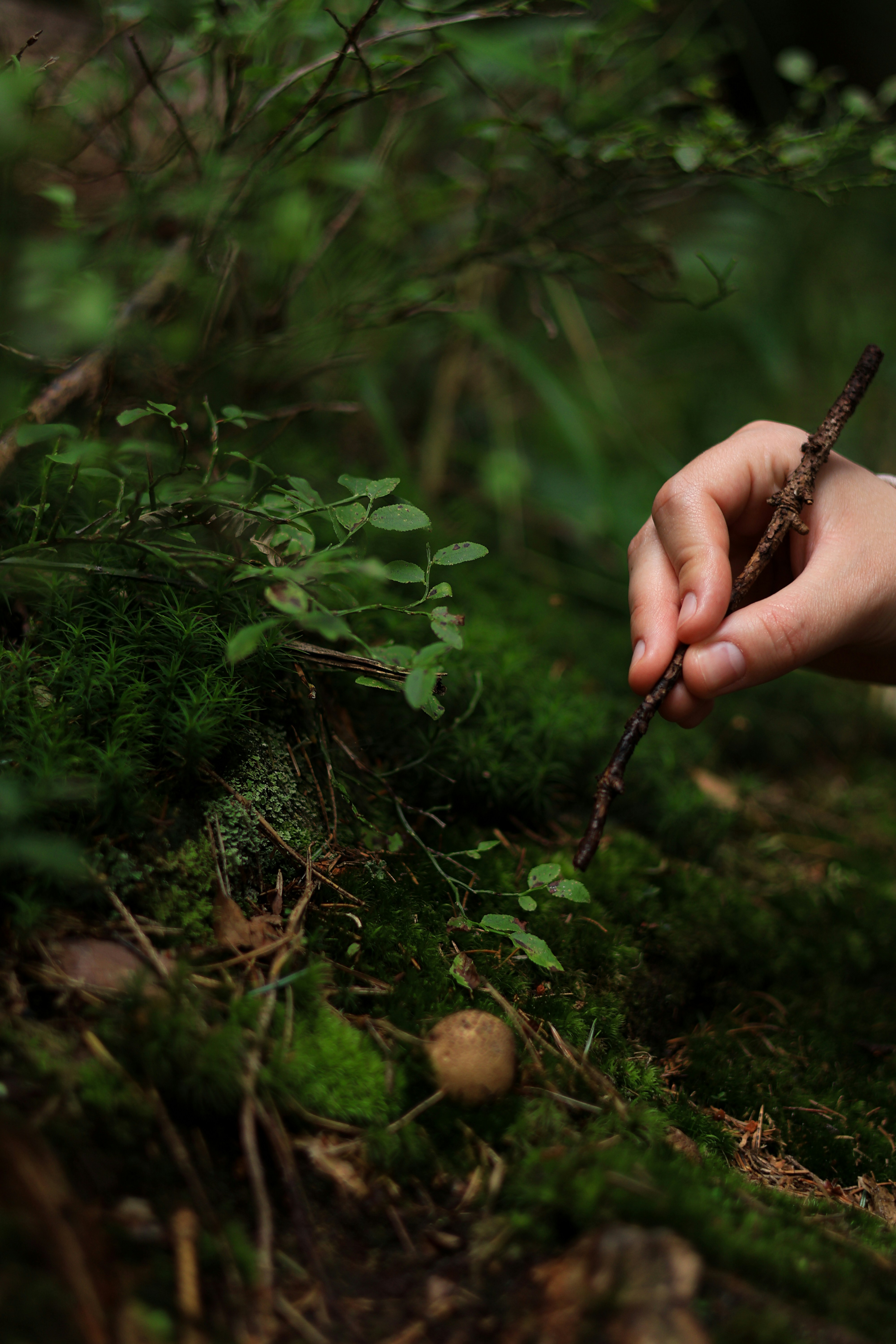 Tender Twig in Focus: a hand reaching over a mossy forest floor