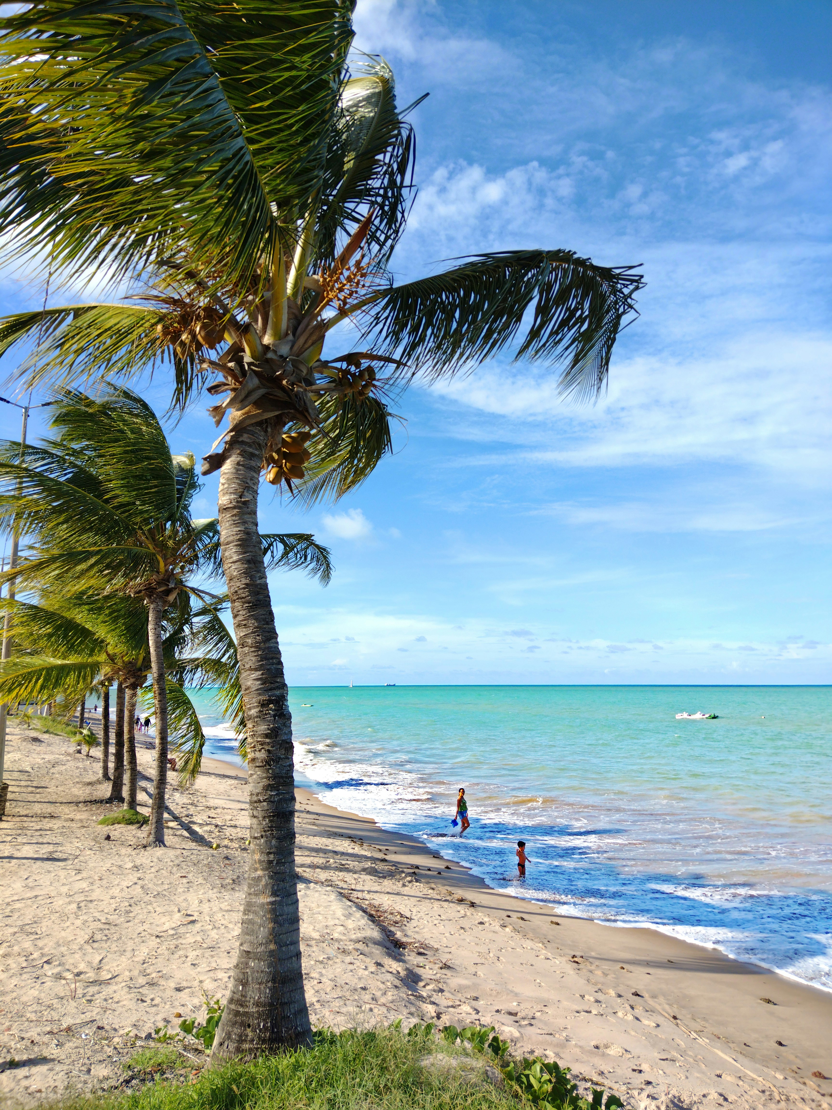 Beach scene with a row of swaying palm trees along a sandy shoreline, turquoise water, and a bright blue sky. People can be seen near the waterline.