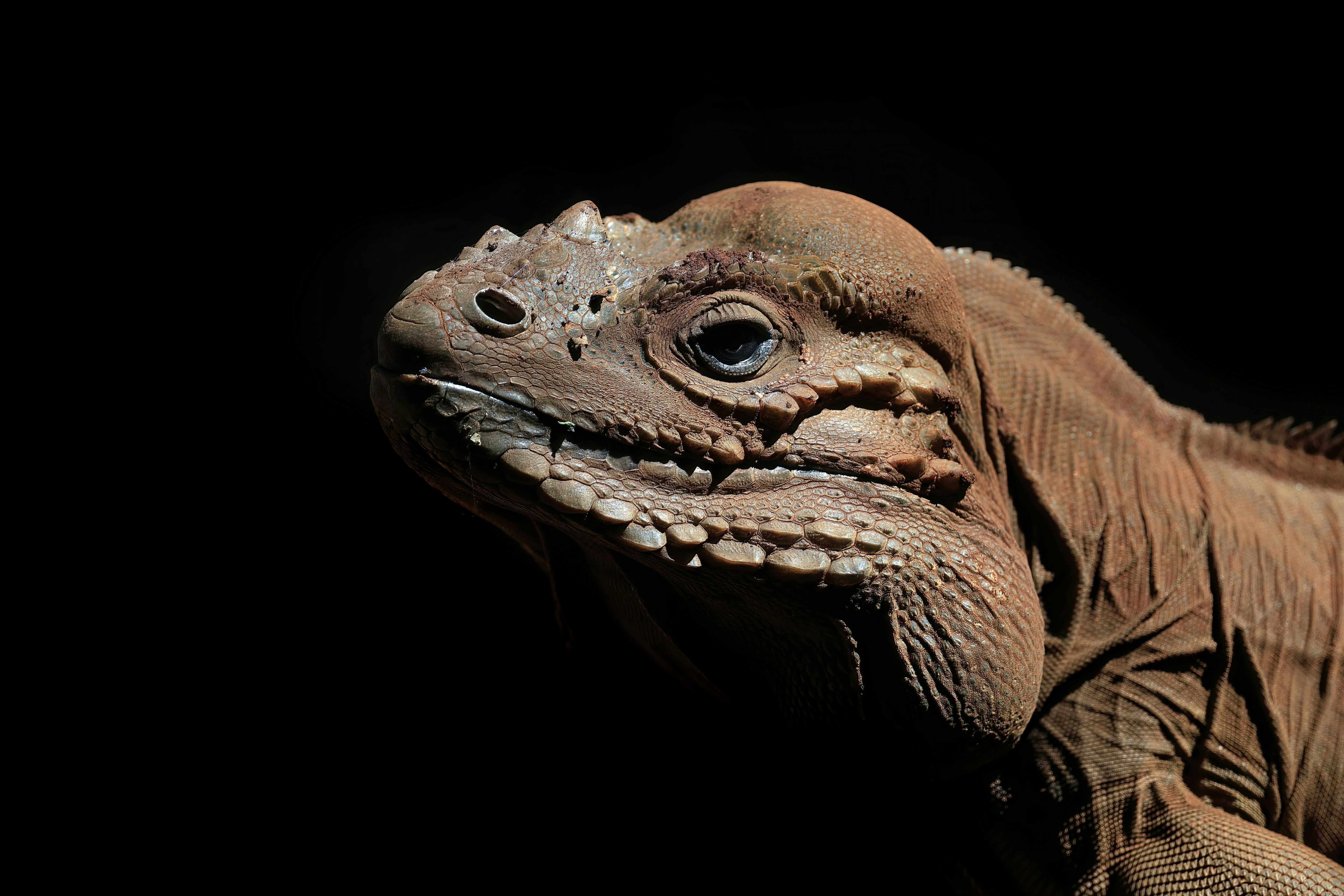 Gros plan d’un lézard sur fond noir photo – Photo Wangetti qld Gratuite sur Unsplash