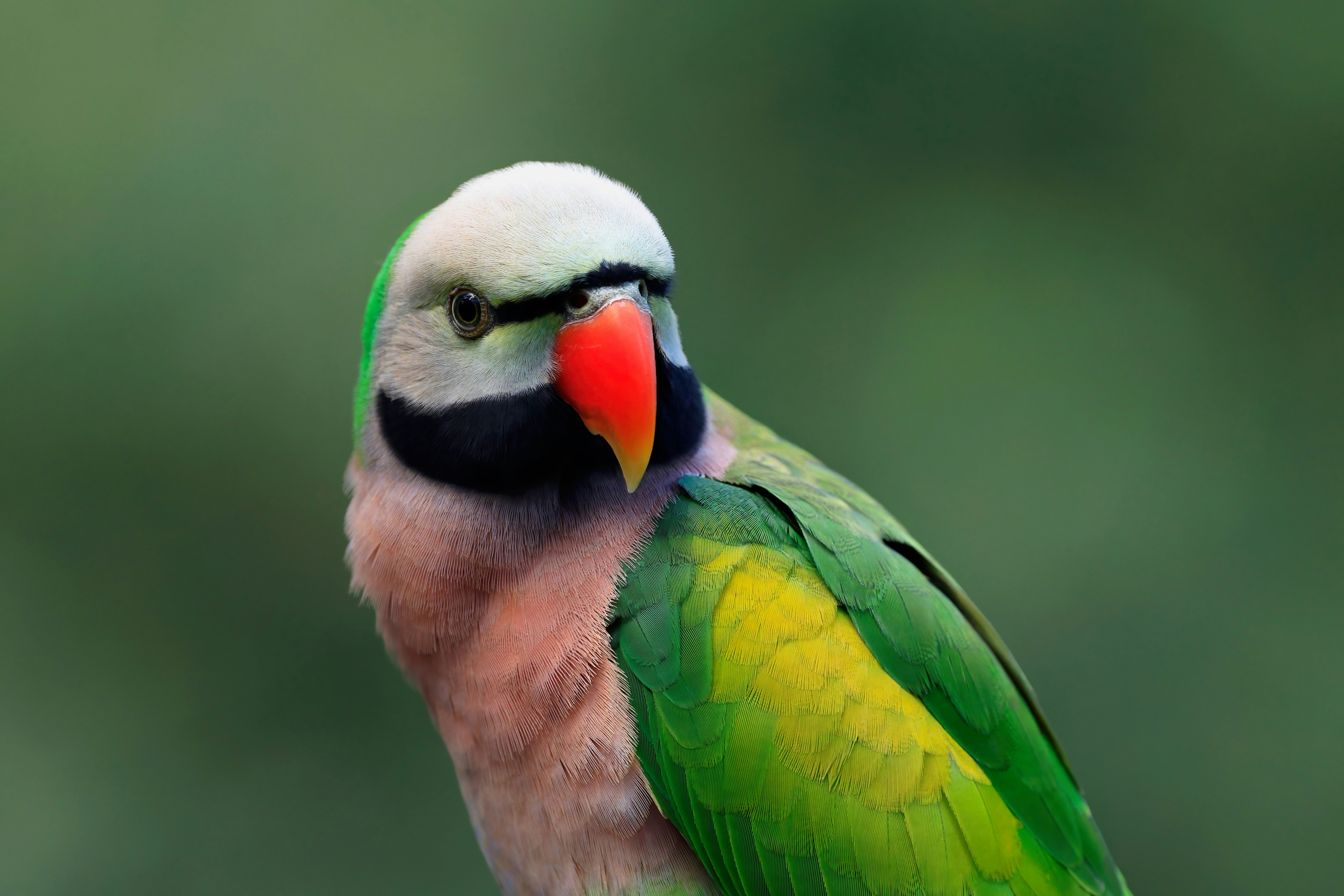 A close up of a colorful bird on a branch photo – Free Birdworld ...