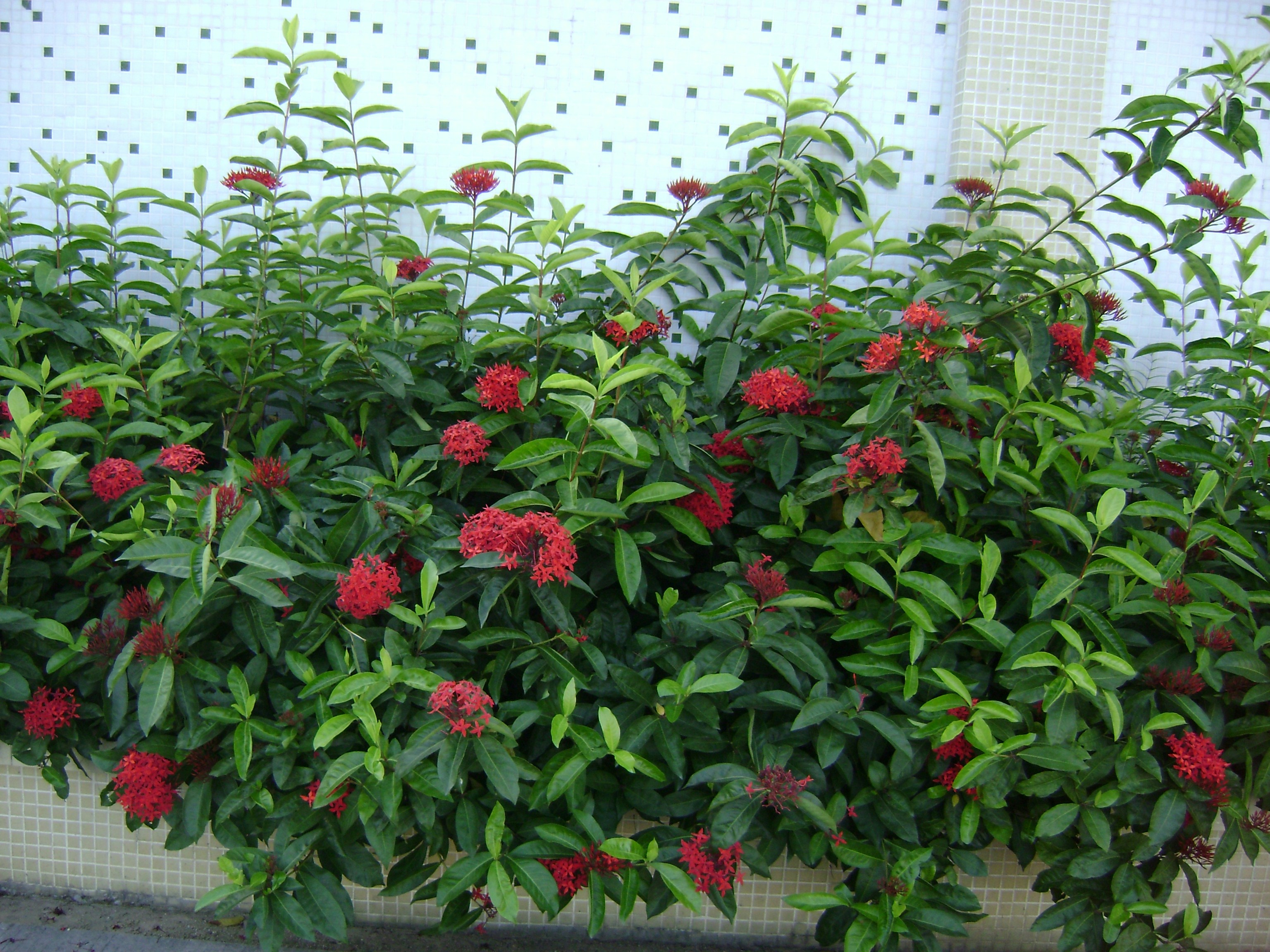 tropical flower