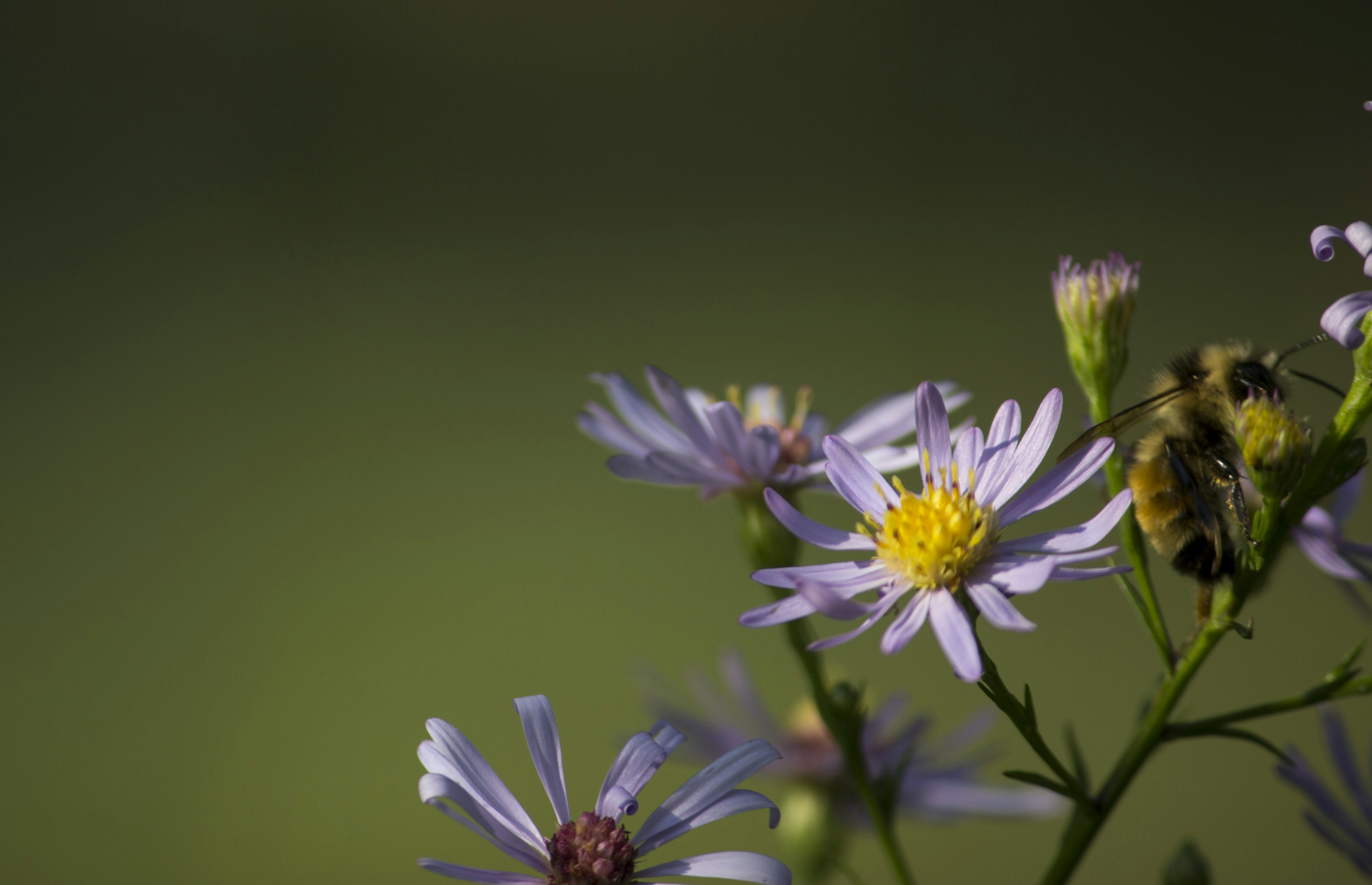 Edge of Nectar: Bumblebee on Purple Daisy
