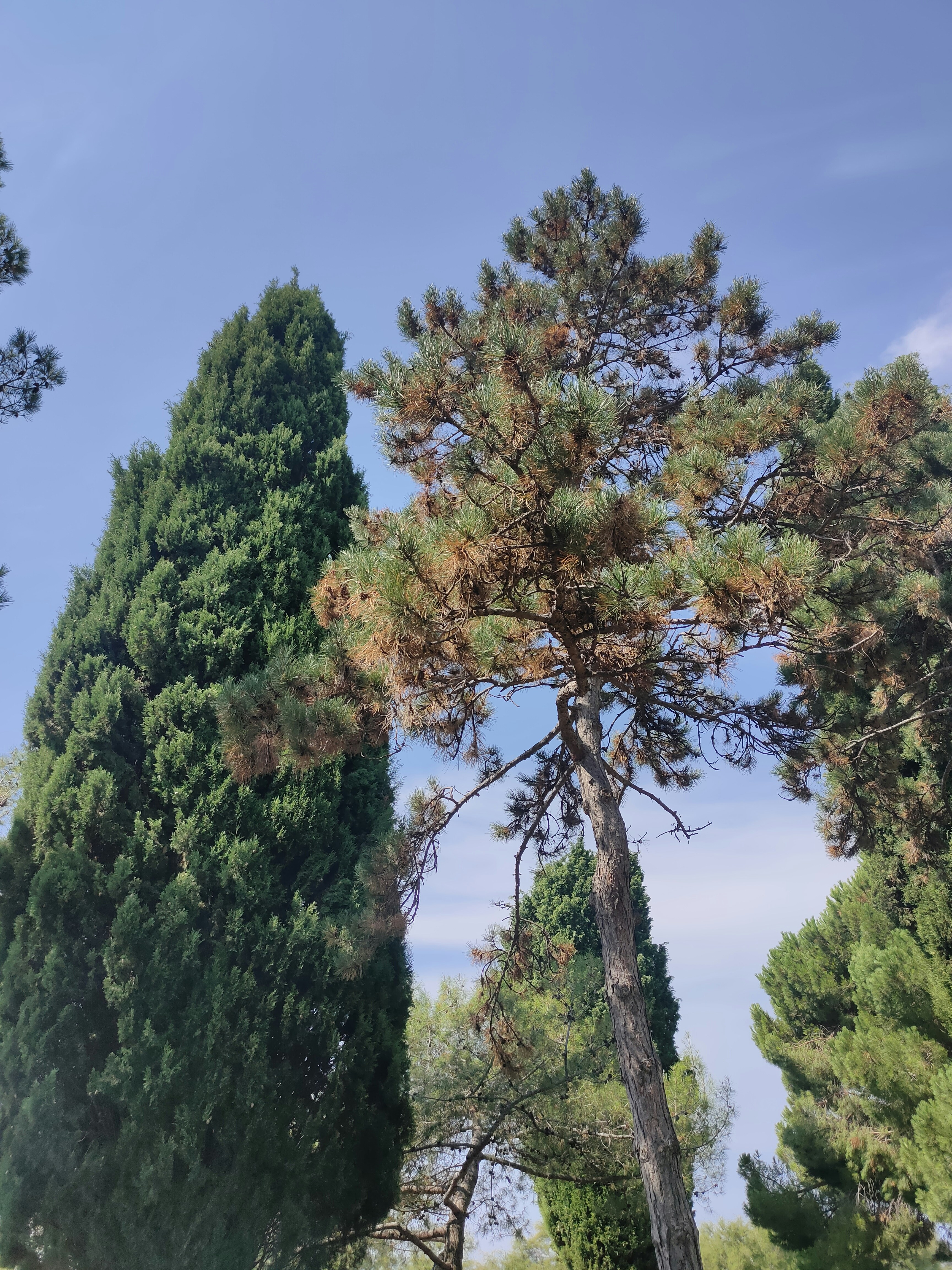 Sunlit Pines Reach Toward a Cerulean Sky