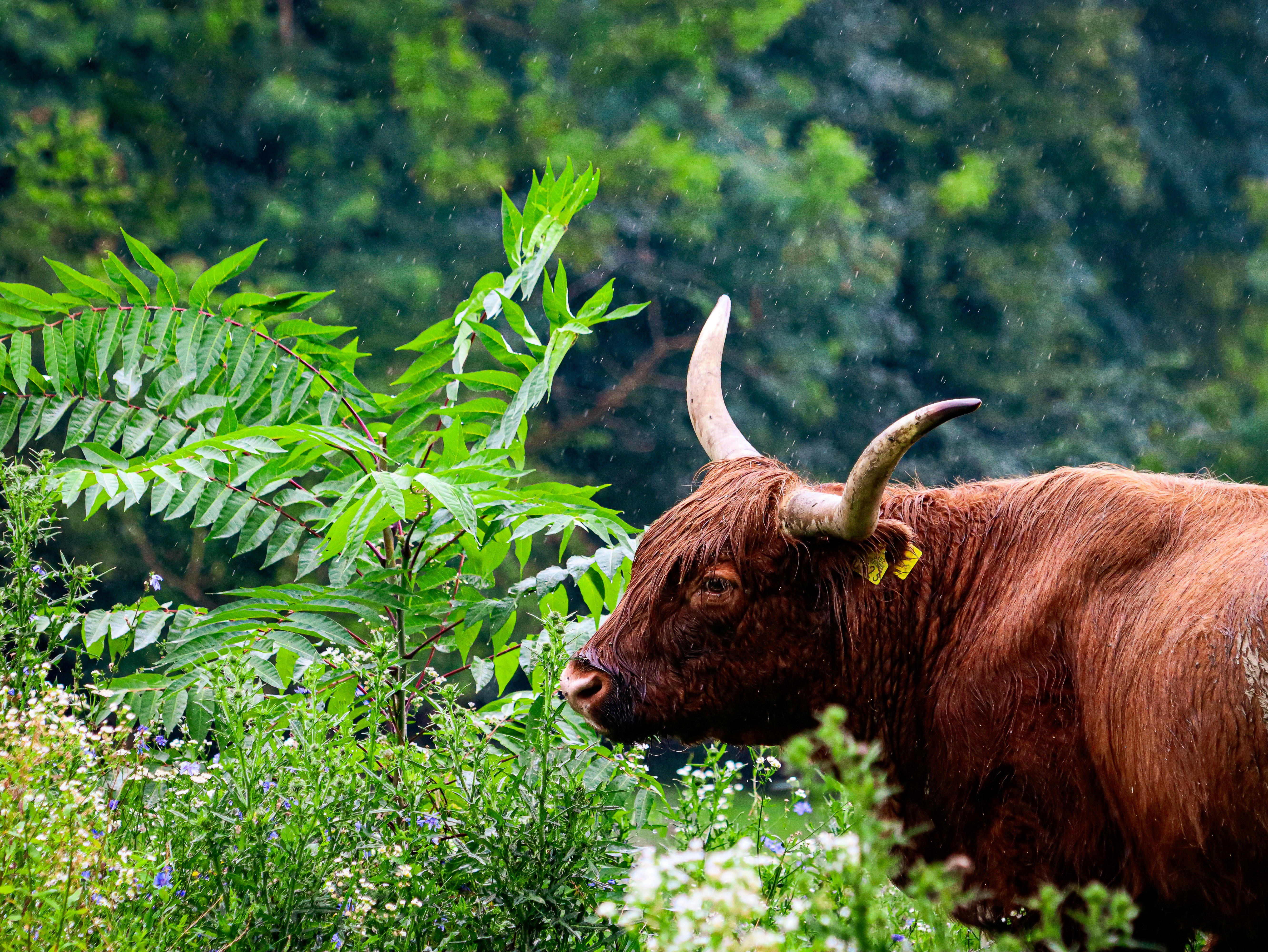 Red Highlander in a Mist of Greenery