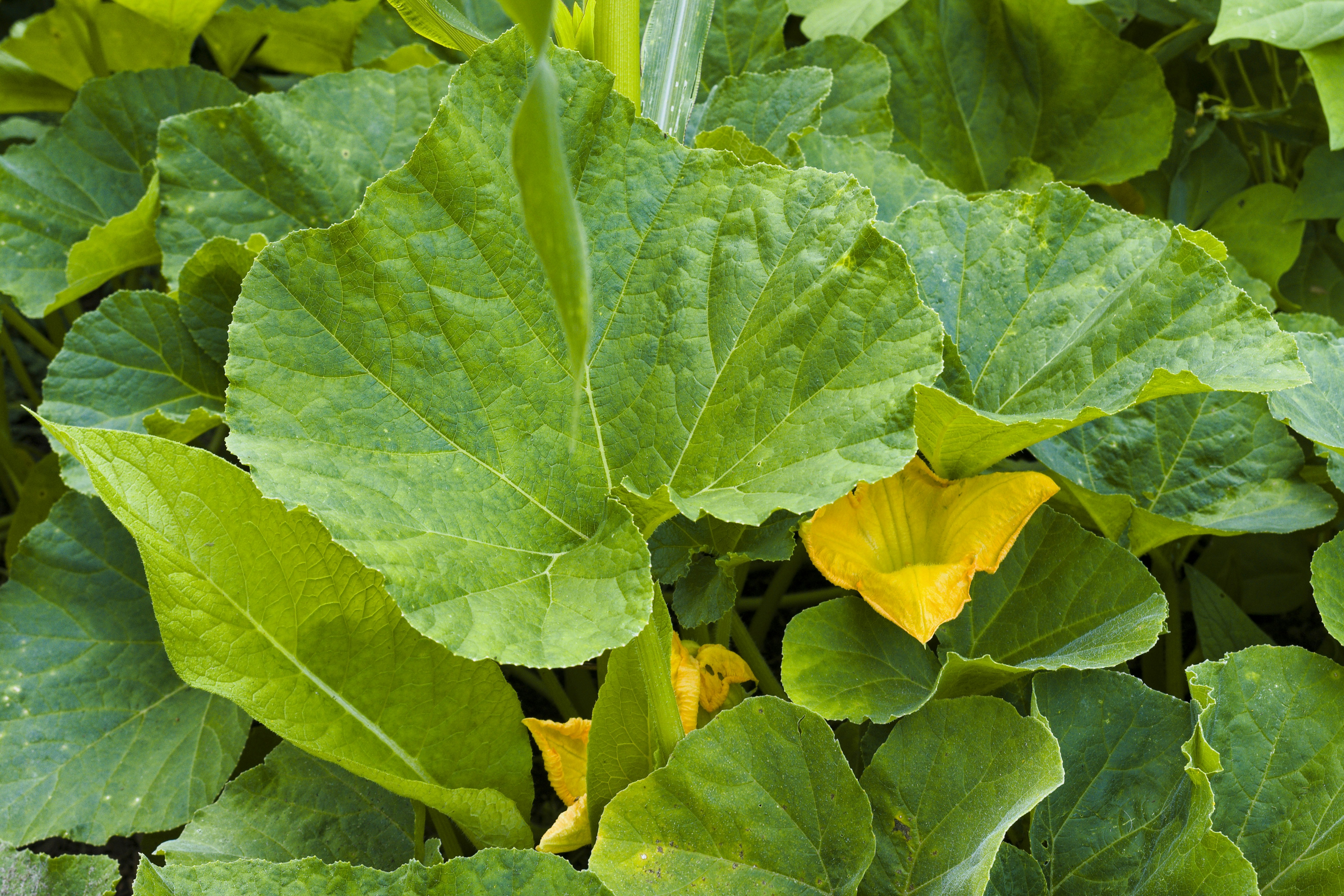 Sunlit yellow squash blossom peeks through broad green foliage