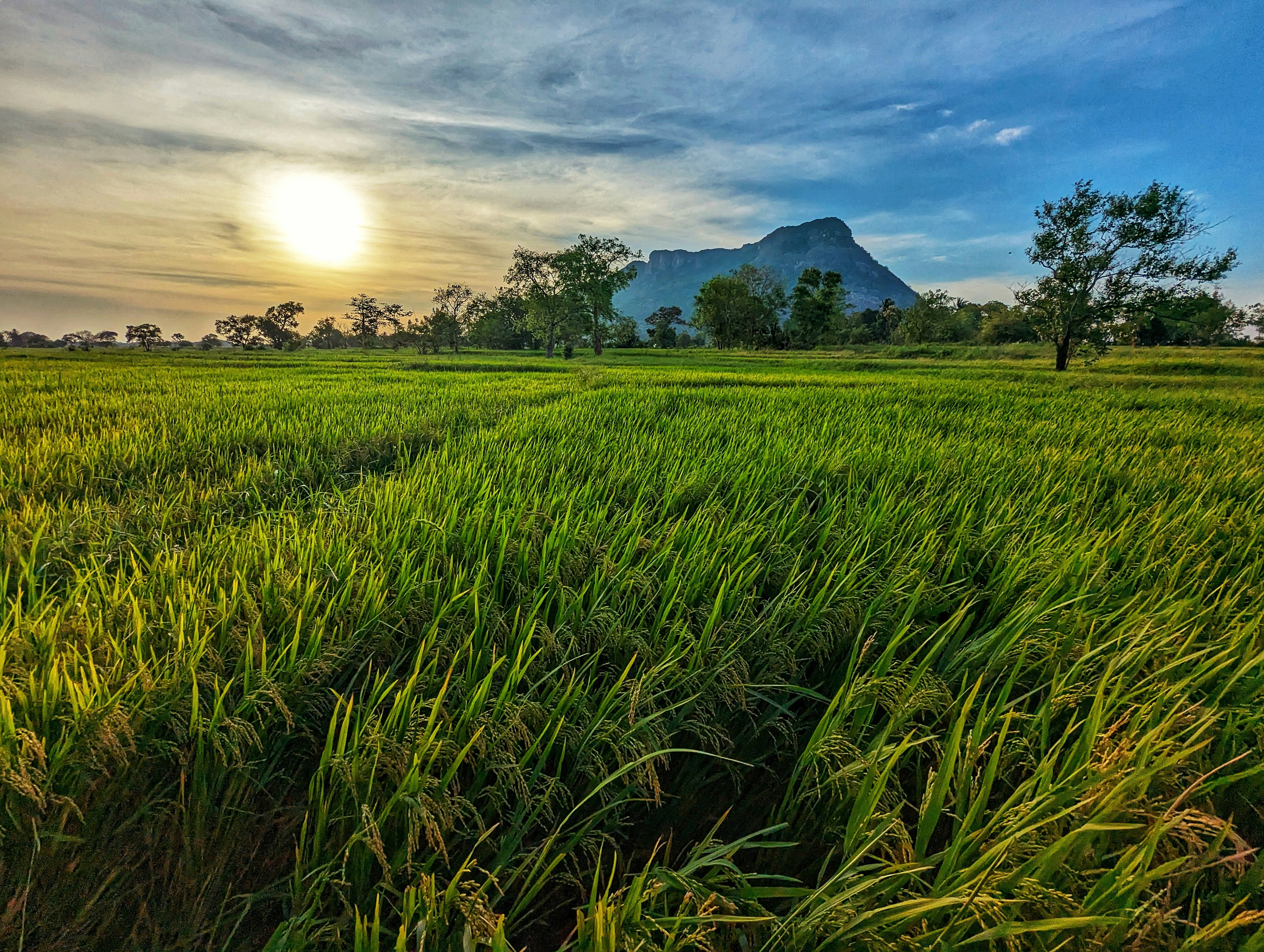 Emerald Rice at Golden Hour, with a Distant Hill on the Horizon