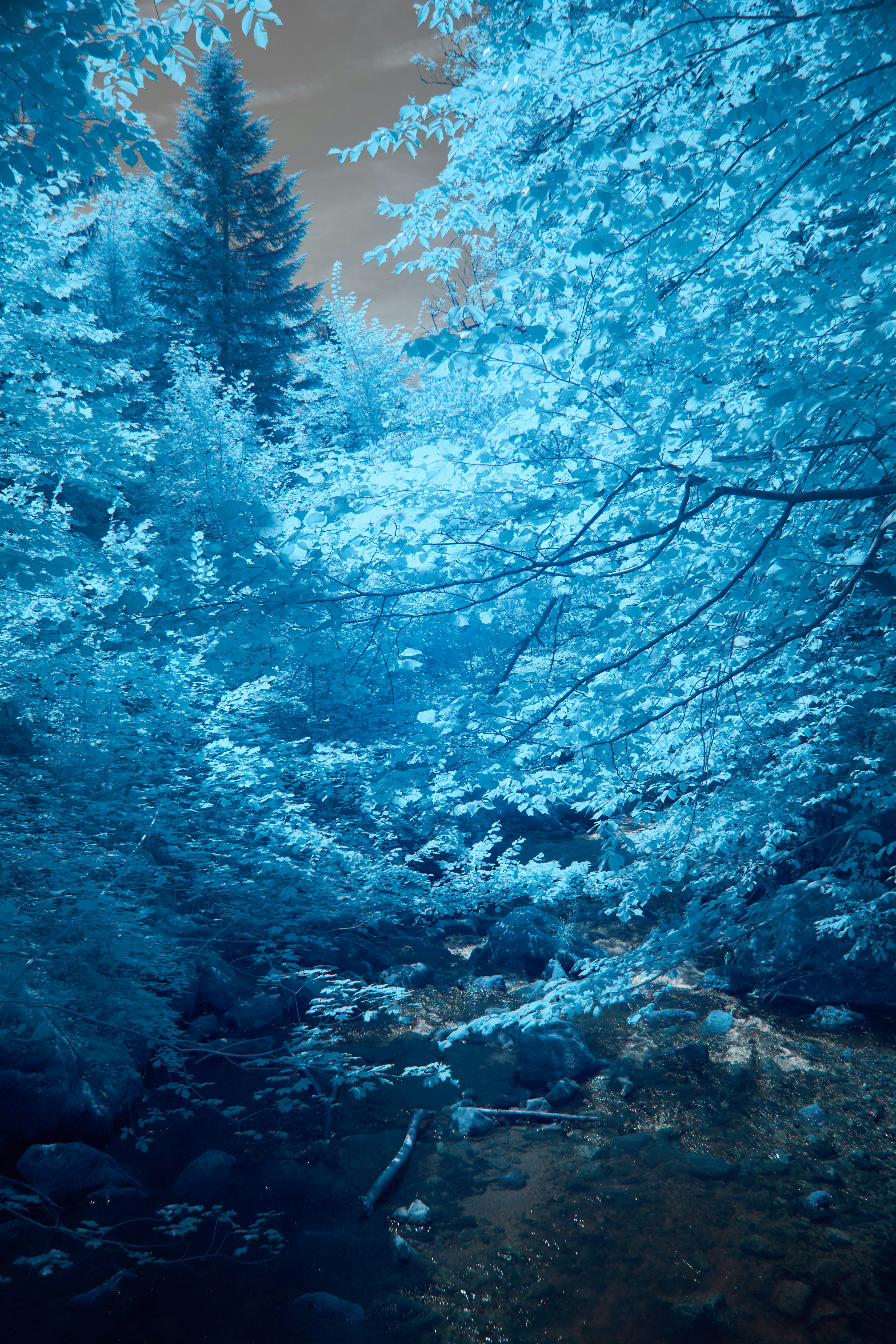 Une forêt remplie de beaucoup d’arbres bleus photo – Photo En plein air ...