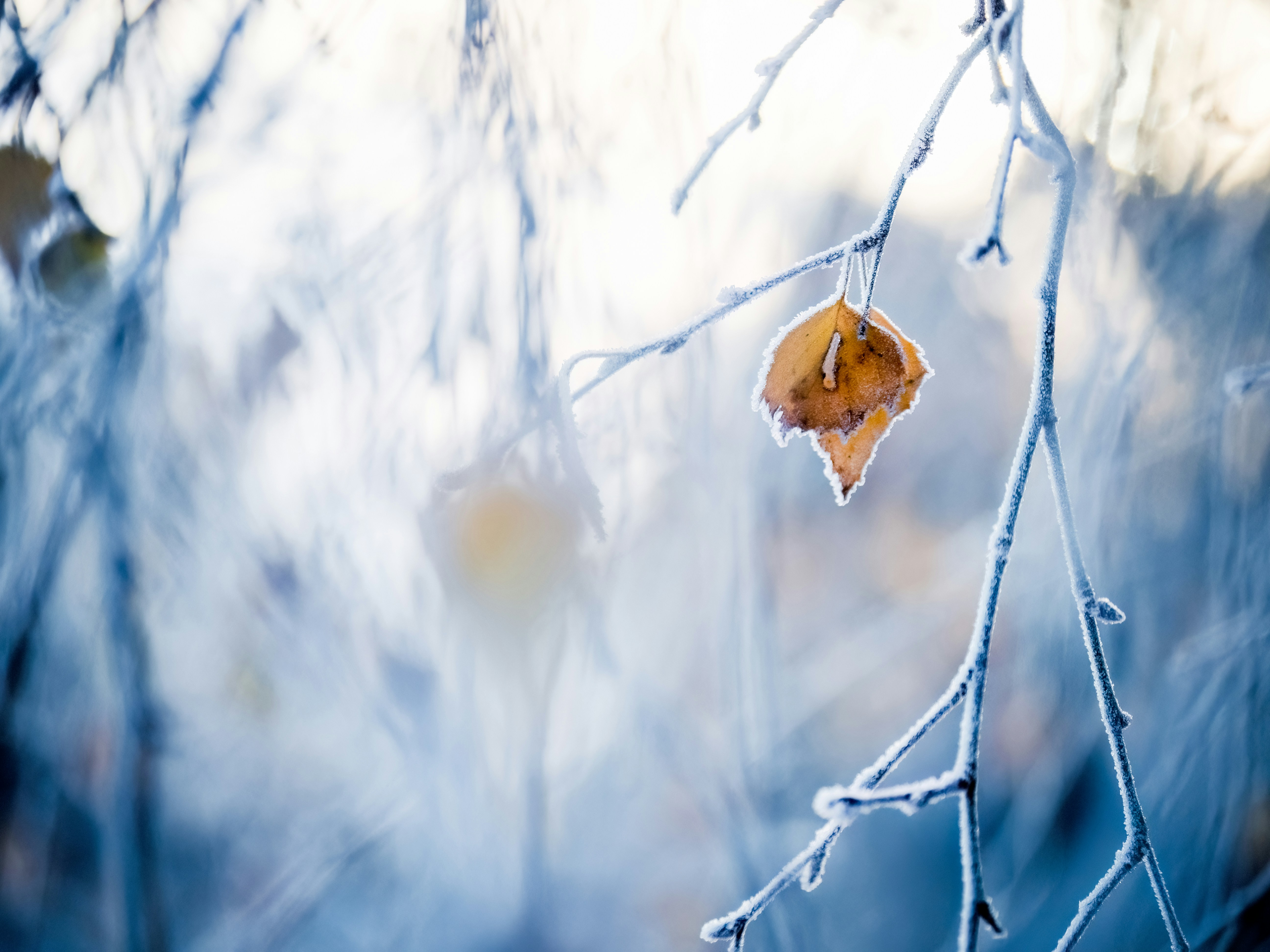 Macro-style photograph capturing a frost-fringed leaf on a thin branch against a pale blue winter backdrop. The soft bokeh isolates the leaf, highlighting ice crystals and fine texture.