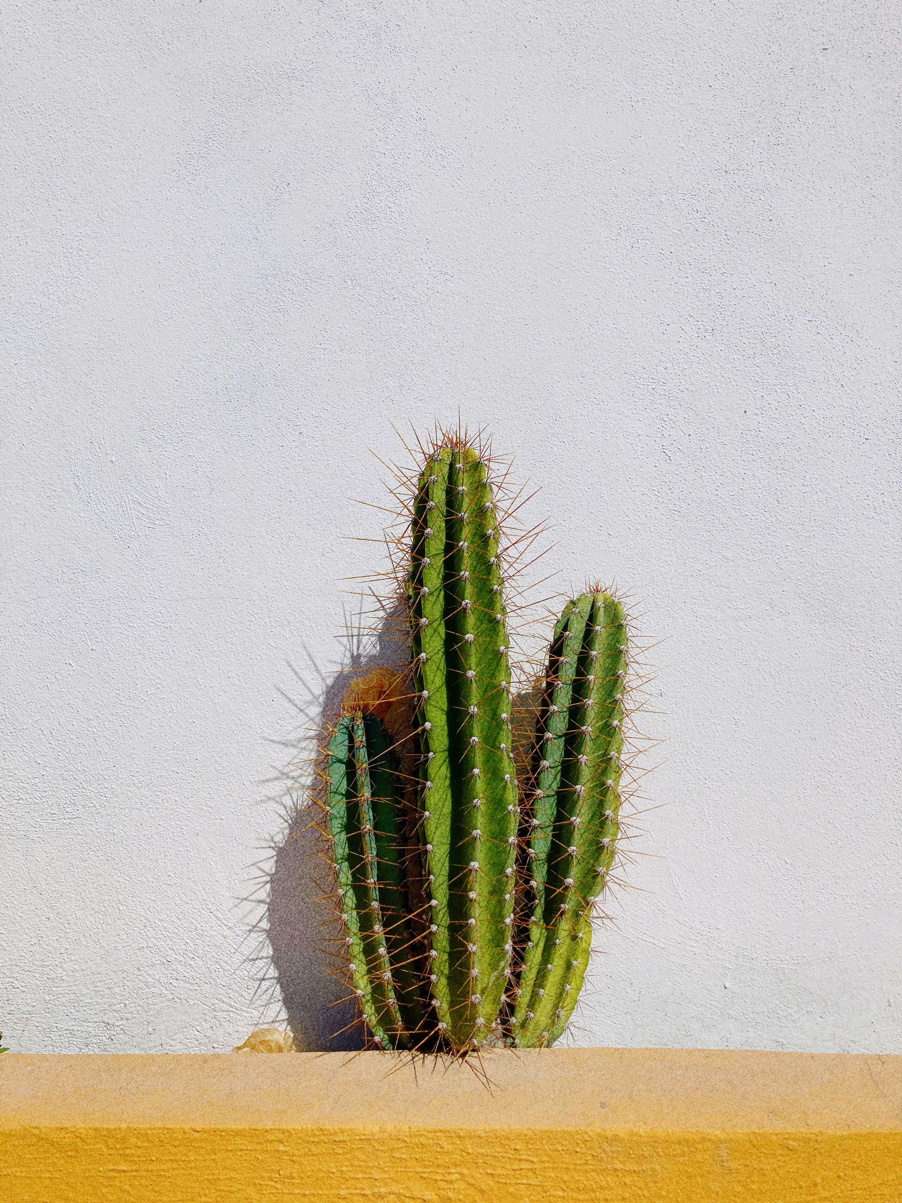 Vertical Silence: Three Cacti Stand Against a Pale Wall