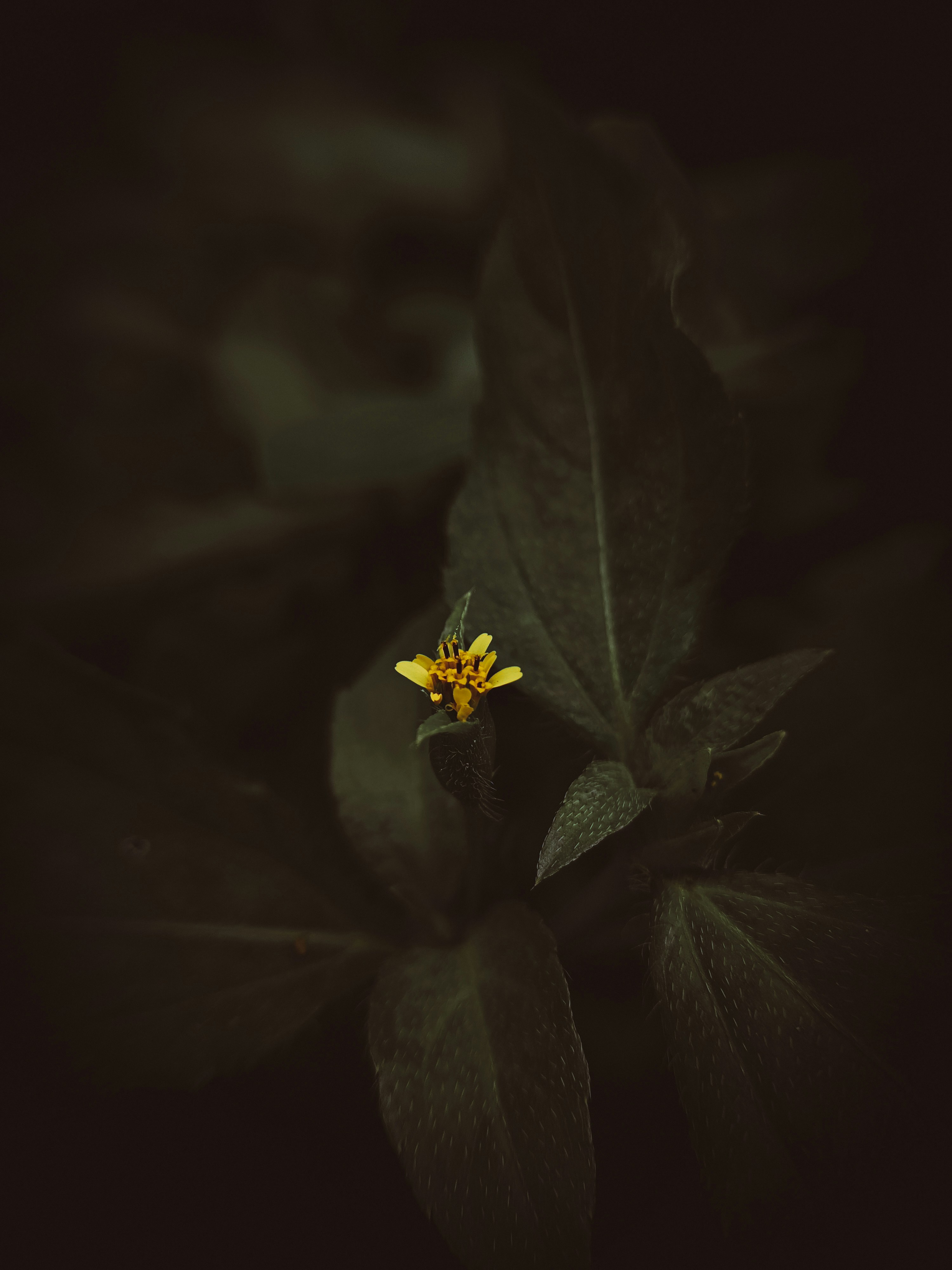 Close-up photograph of a small yellow bloom amid dark, blurred leaves with shallow depth of field.