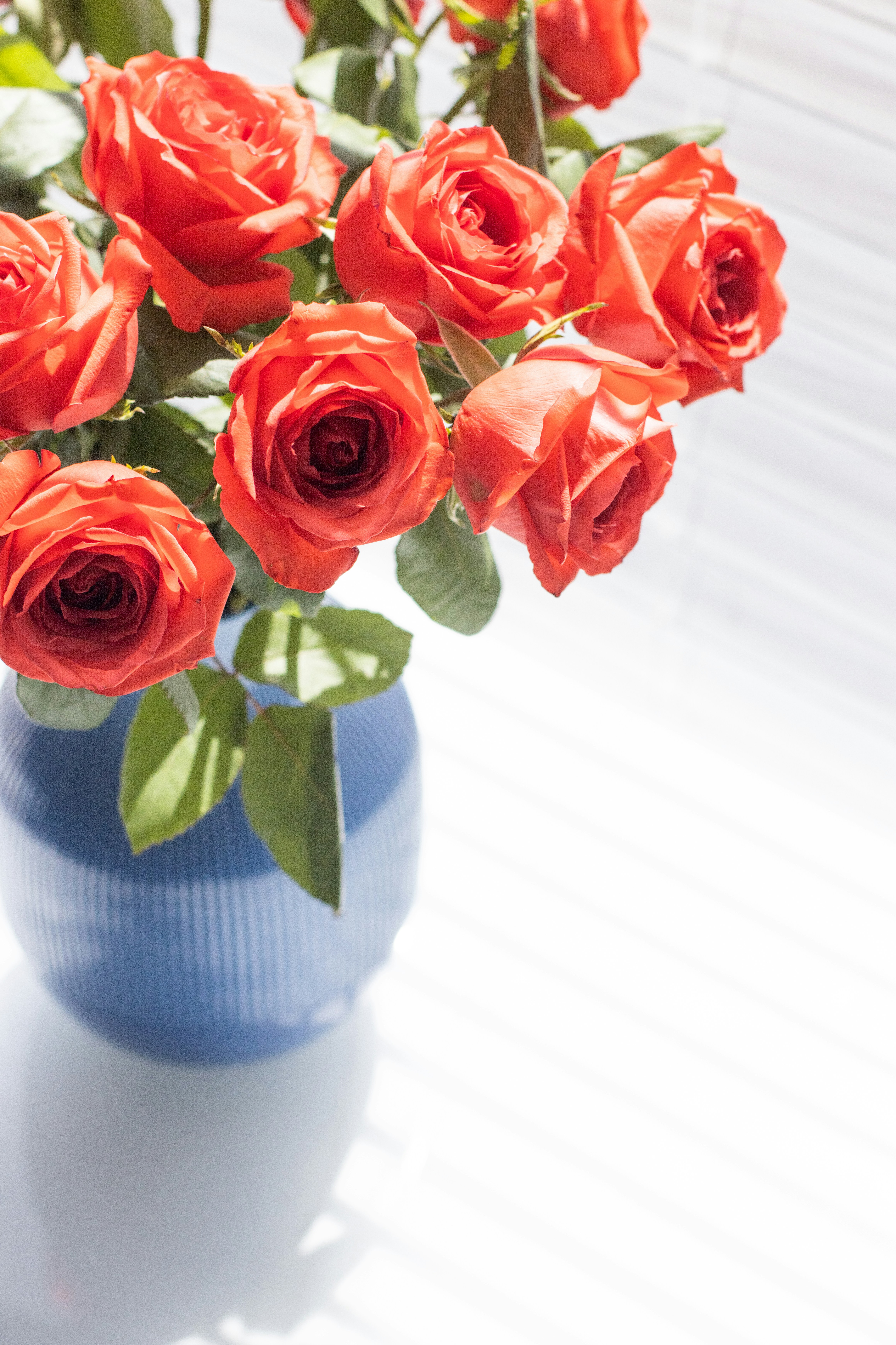 A blue vase filled with red roses on a table photo – Free Beautiful ...
