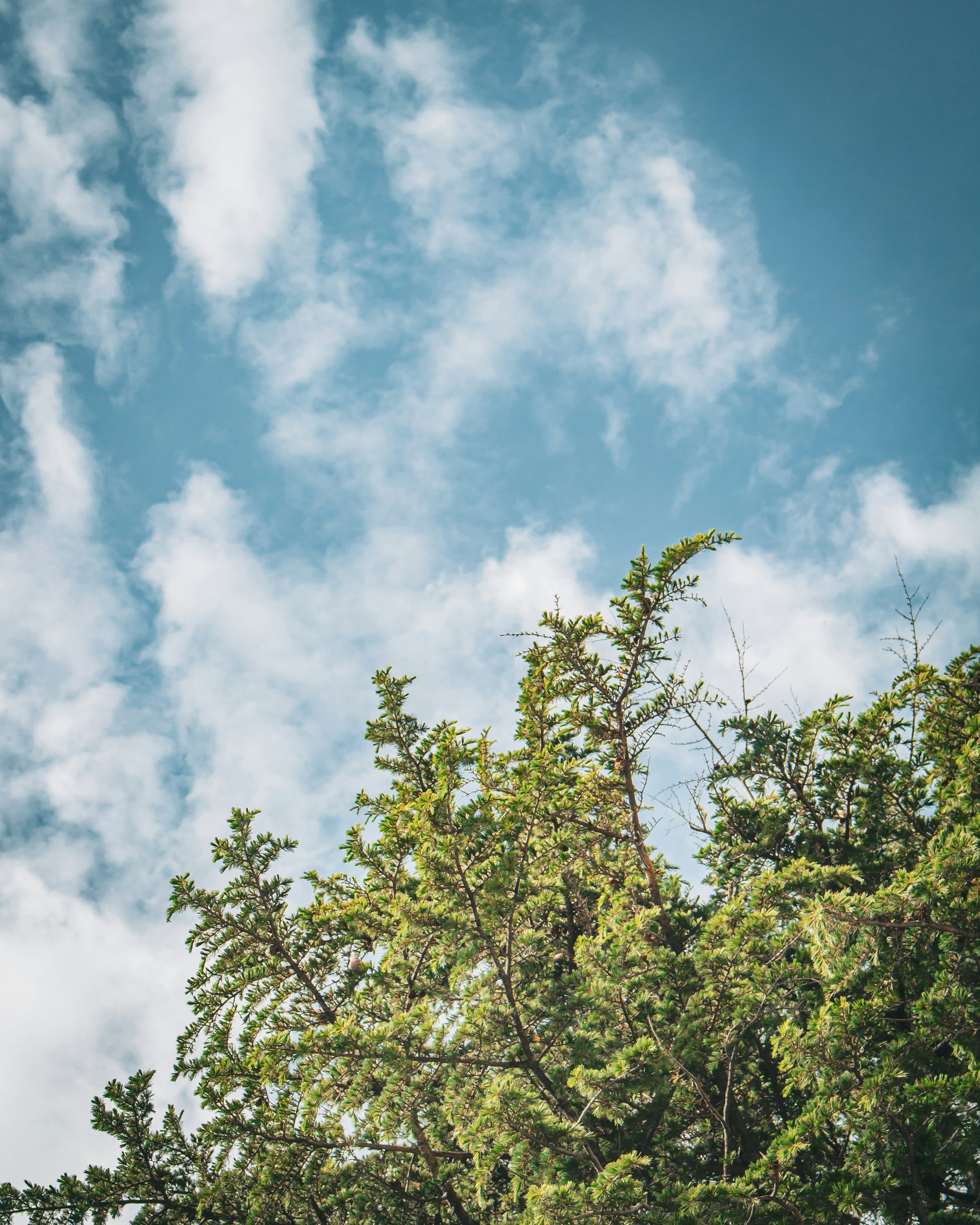 1000+ Sky And Tree Pictures | Download Free Images on Unsplash
