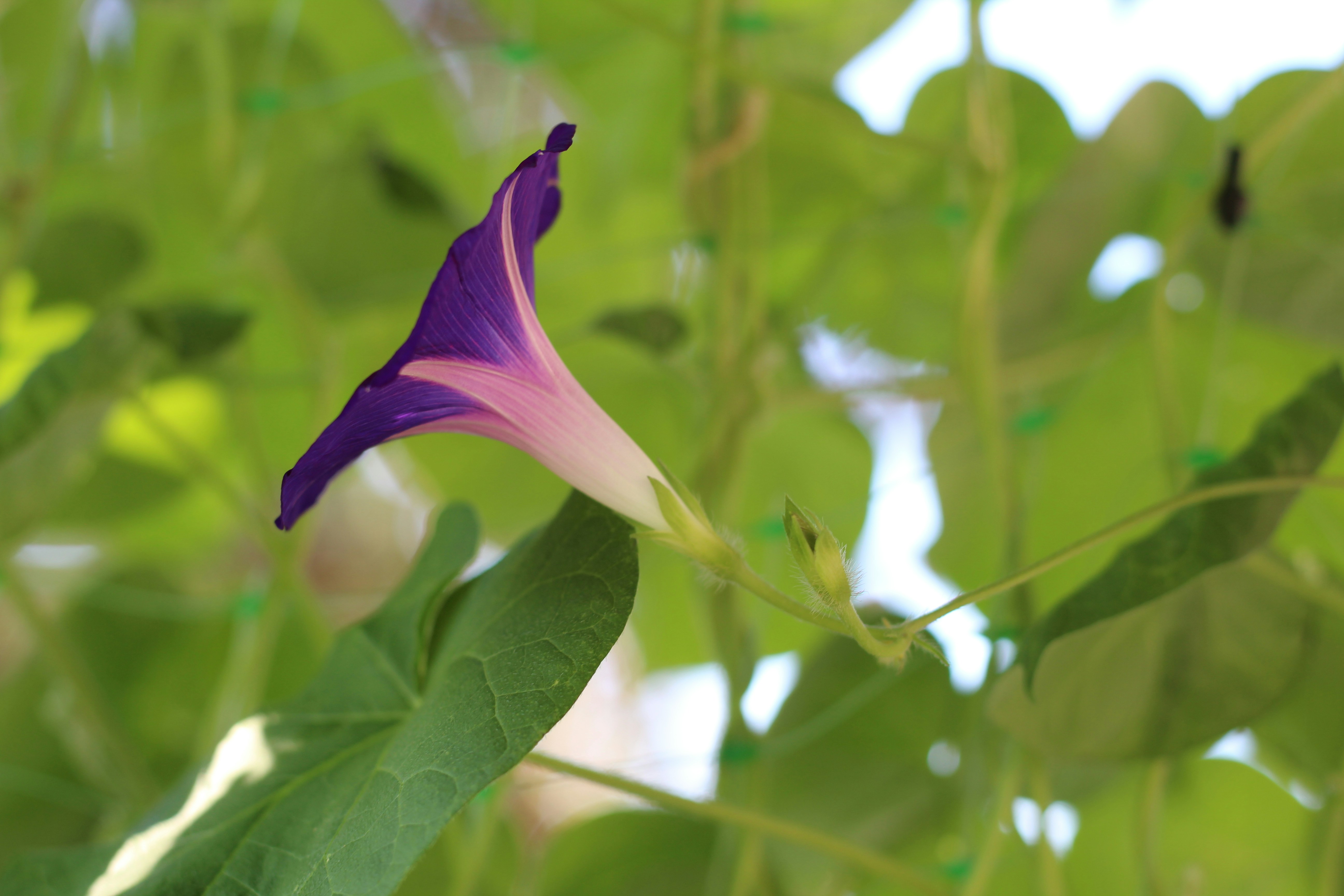 Violet Morning Glory Unfurling Through a Tangle of Green
