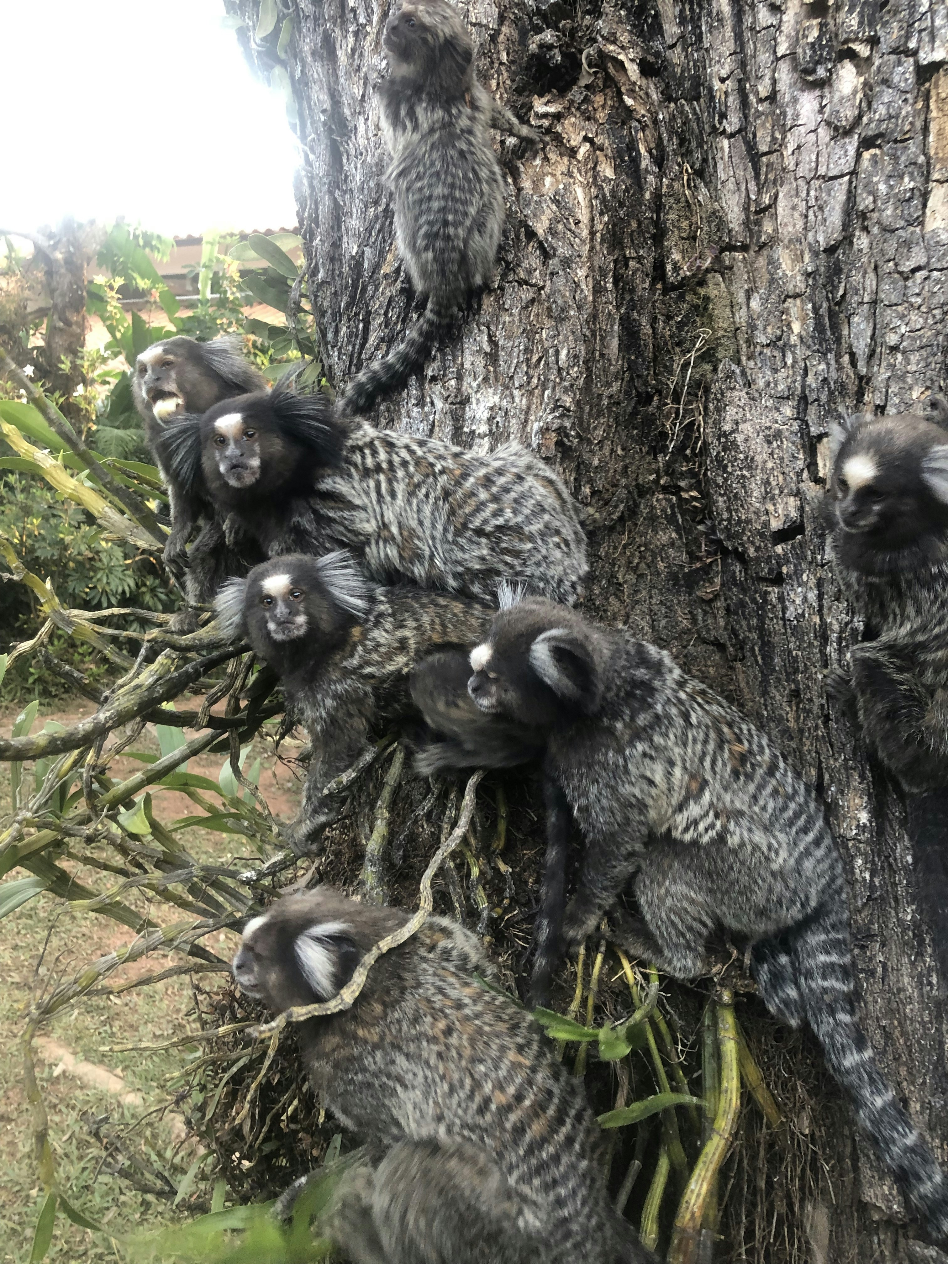 A group of monkeys climbing up the side of a tree photo – Free Animal ...