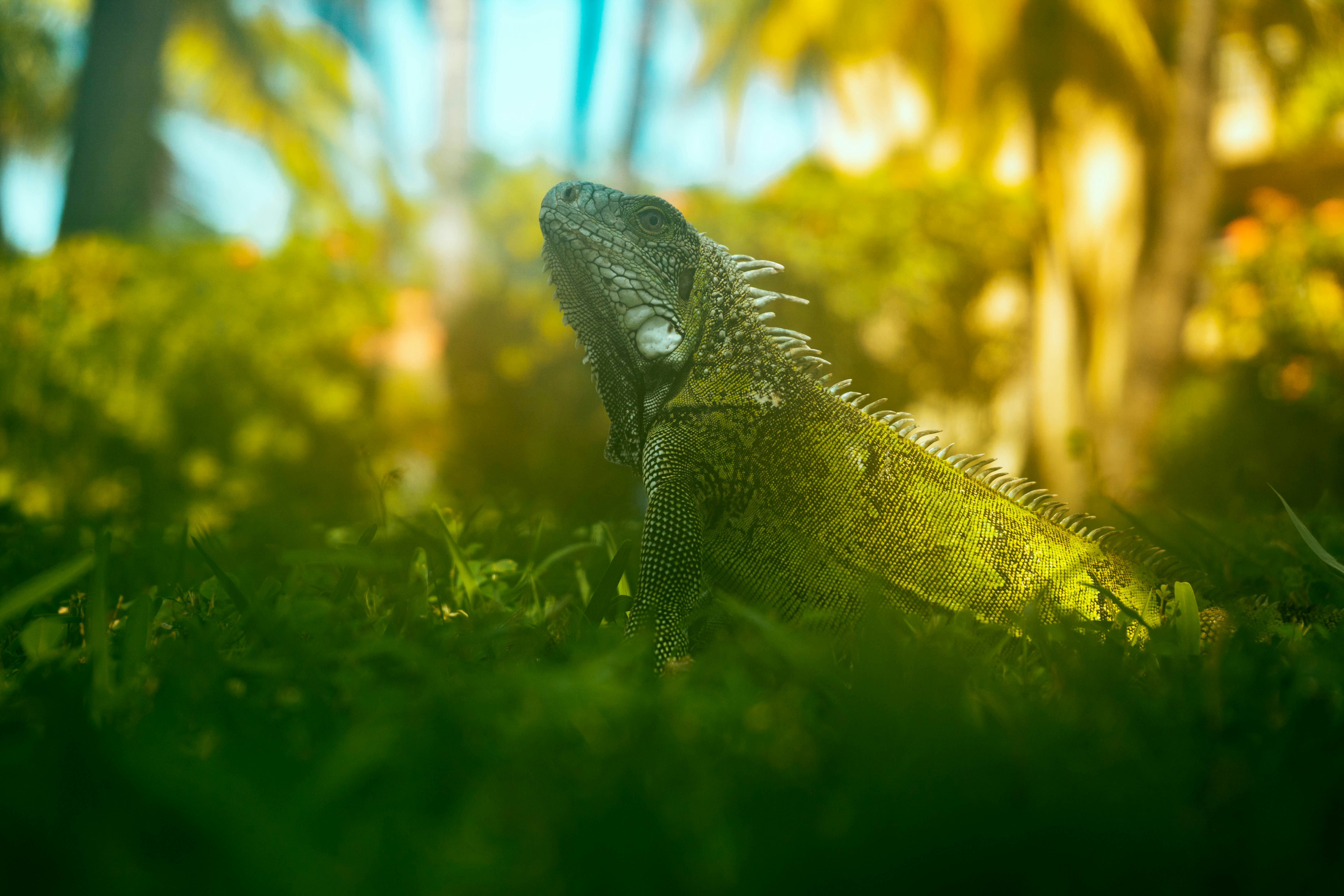Sunlit Sentinel: A Green Iguana Perches Over Quiet Grass