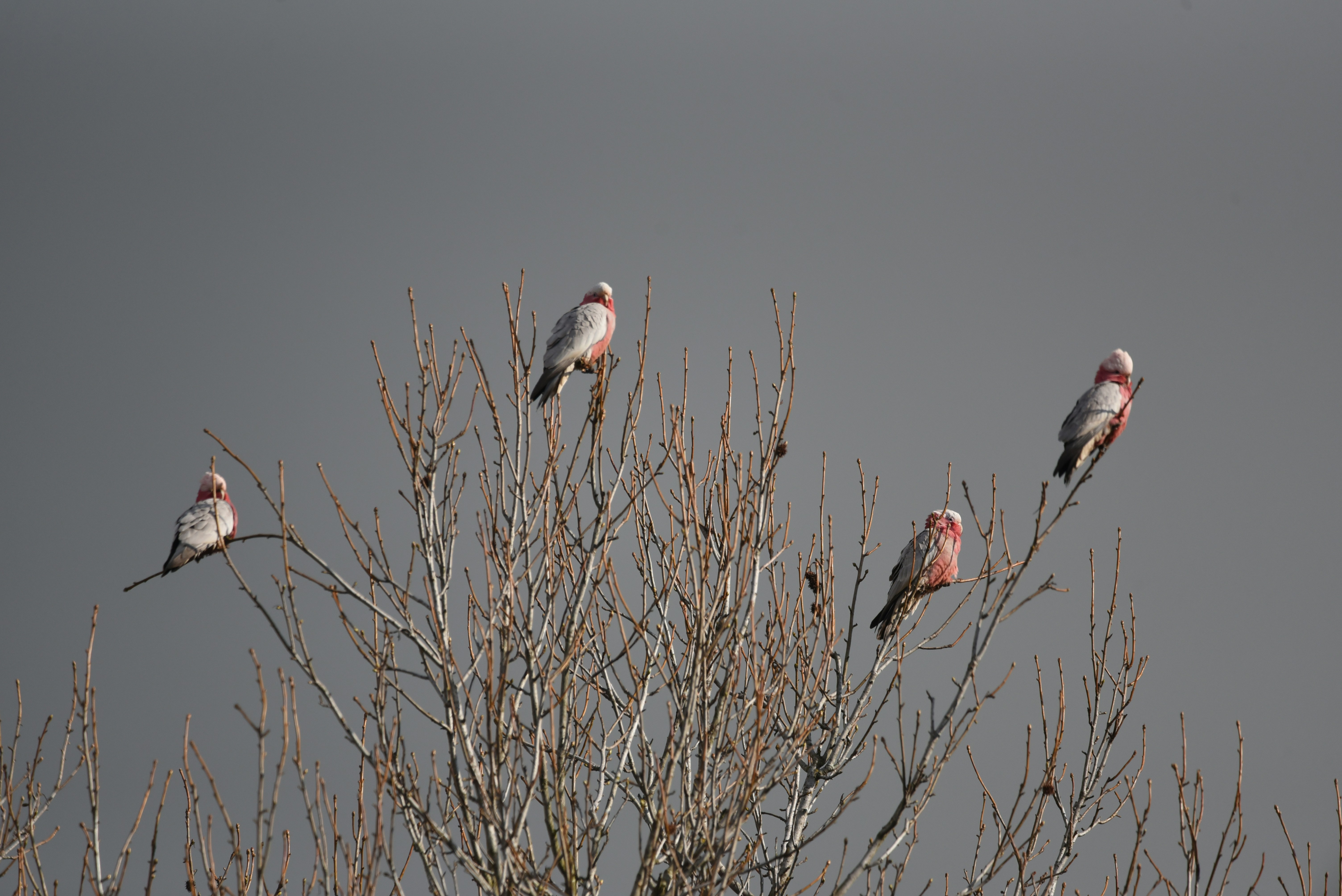A group of birds sitting on top of a tree photo – Free Gembrook vic ...