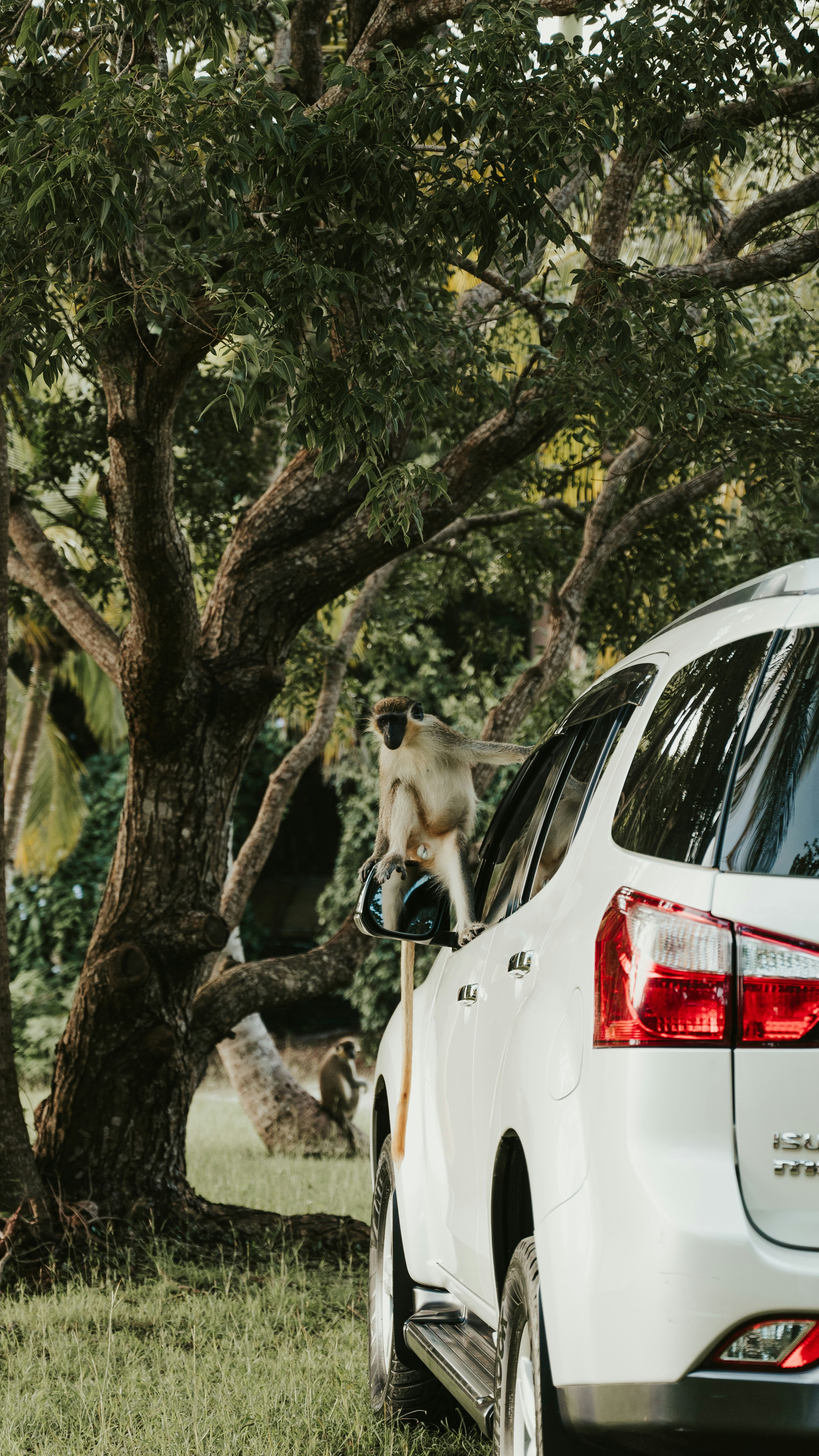 Curious Monkey Perches on a Car Mirror in a Shaded Yard