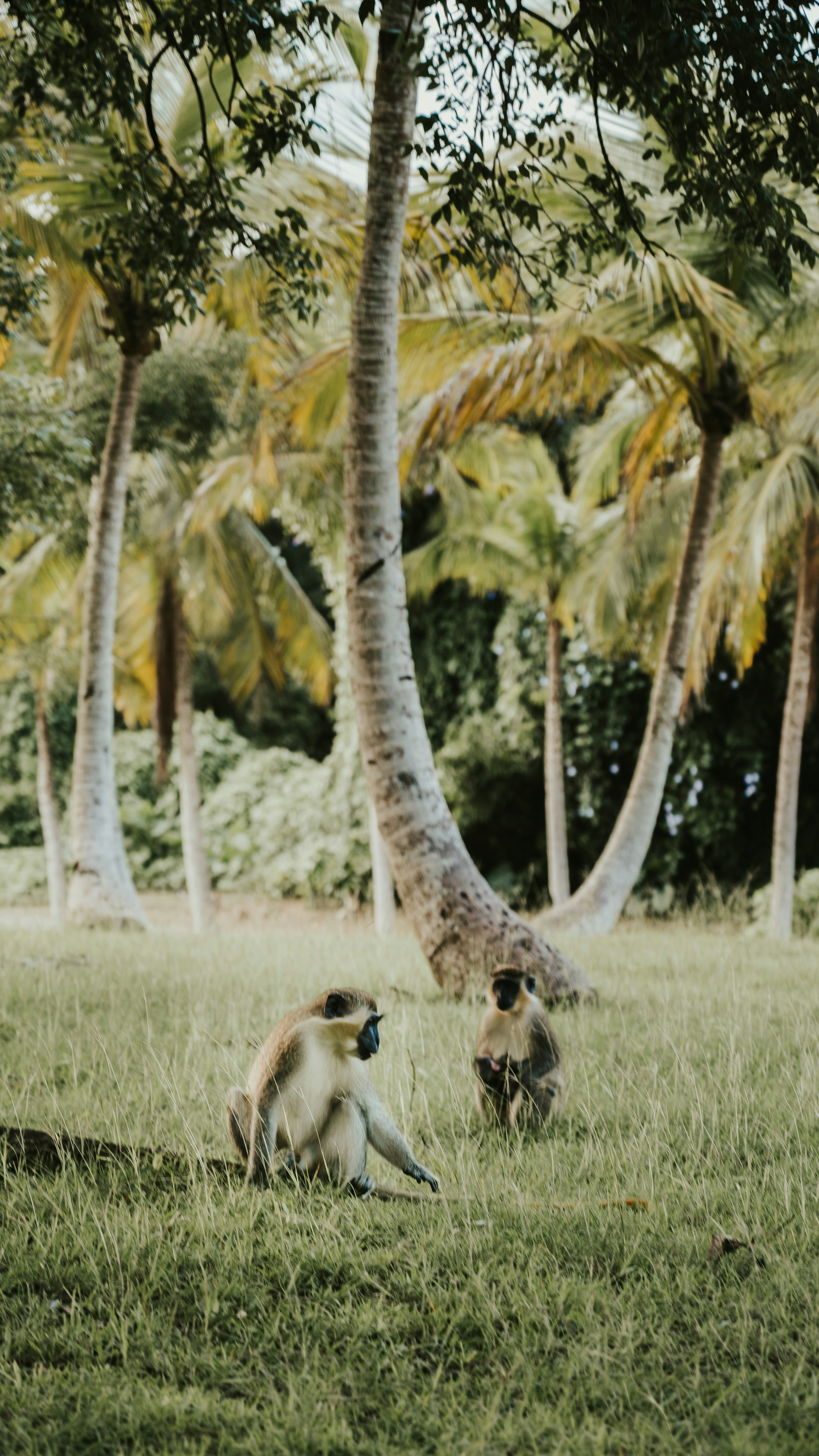 Two macaques pause on sunlit grass beneath a canopy of swaying palms