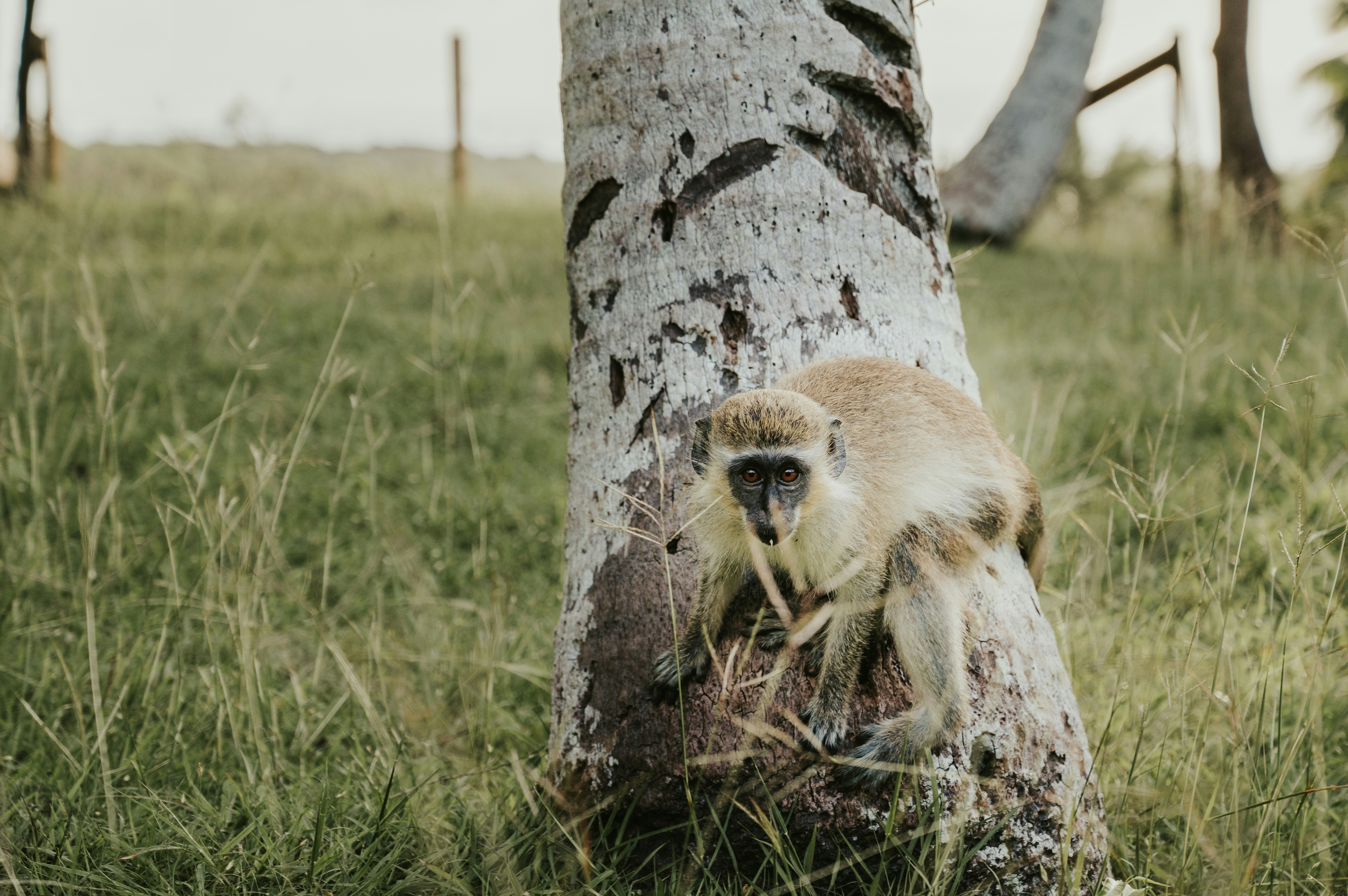 A Sunlit Vervet—A Moment of Solitary Observation by the Trunk