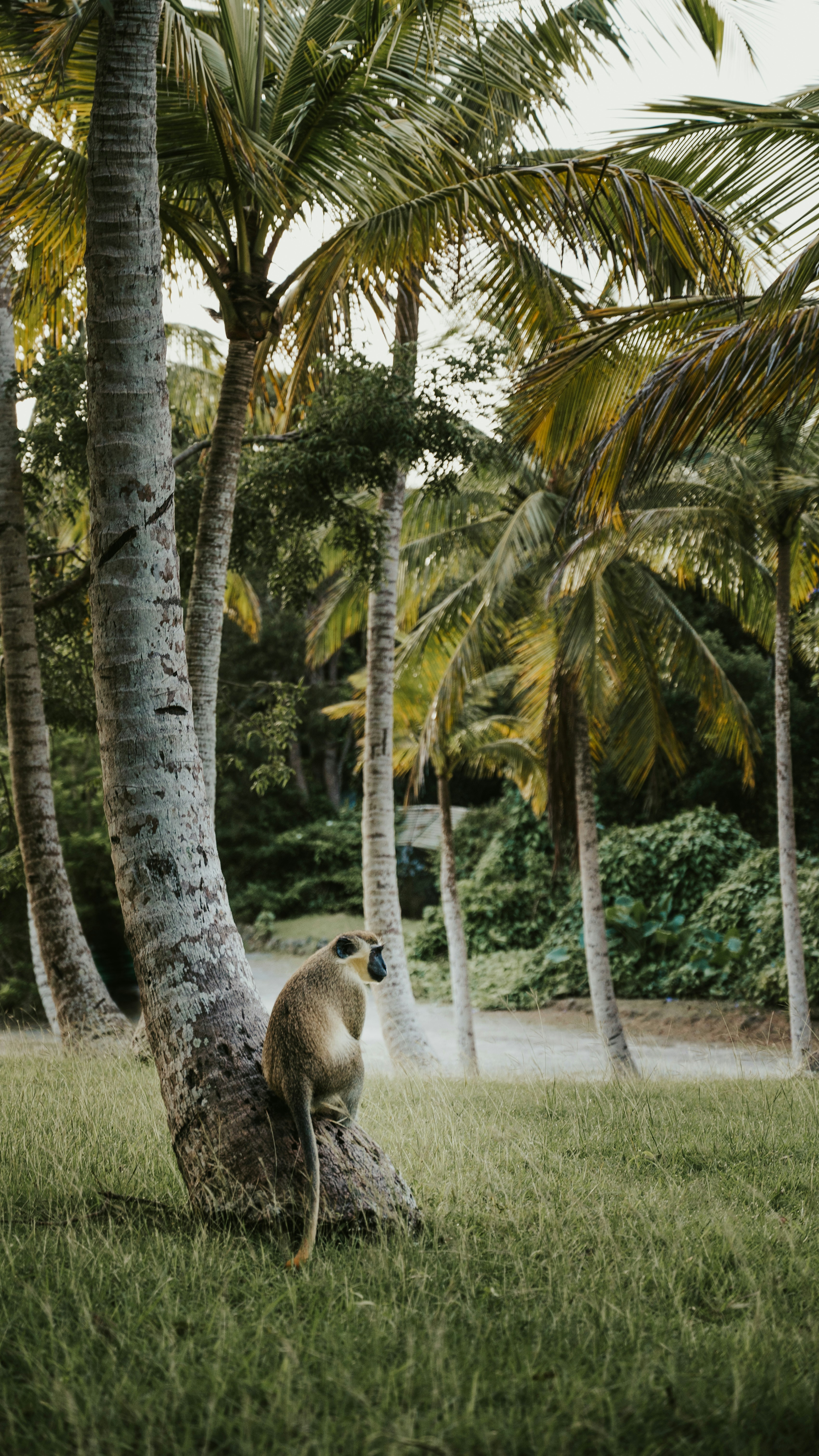 Palm Trunk Sentinel: Park Monkey Resting Beneath Fronds