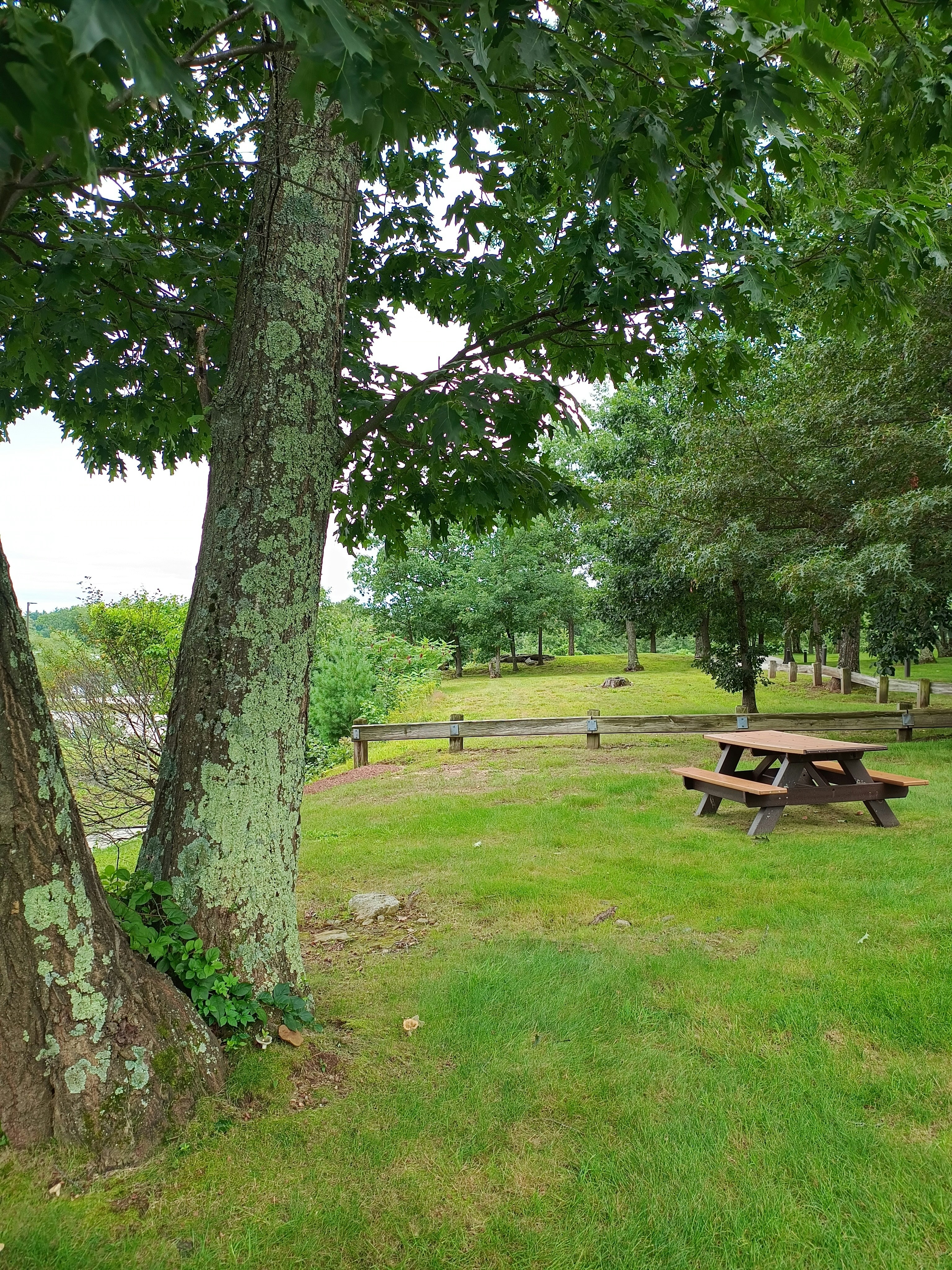 Un parc avec une table de pique-à côté d’un arbre photo – Photo Herbe ...
