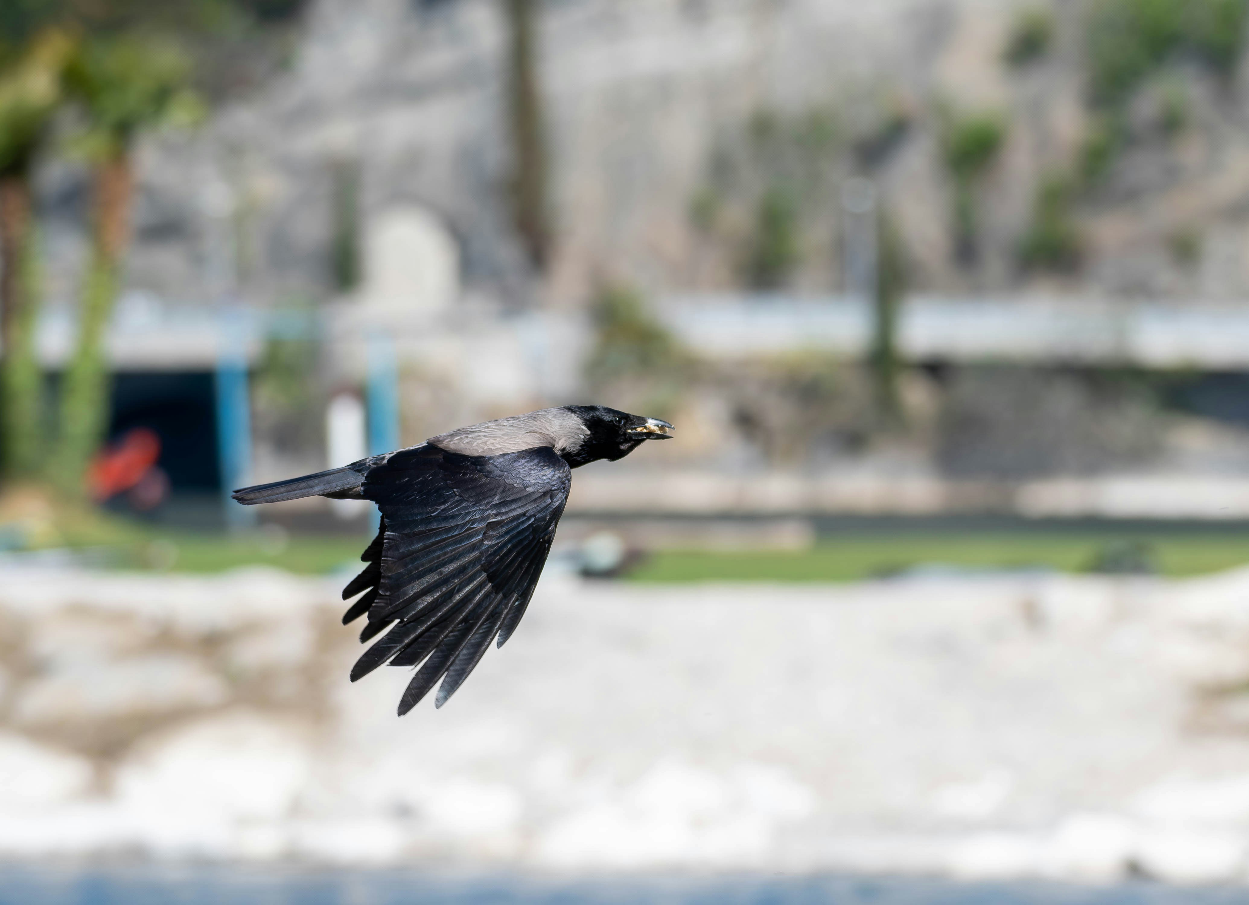 Mid-flight Crow Over a Quiet Seascape