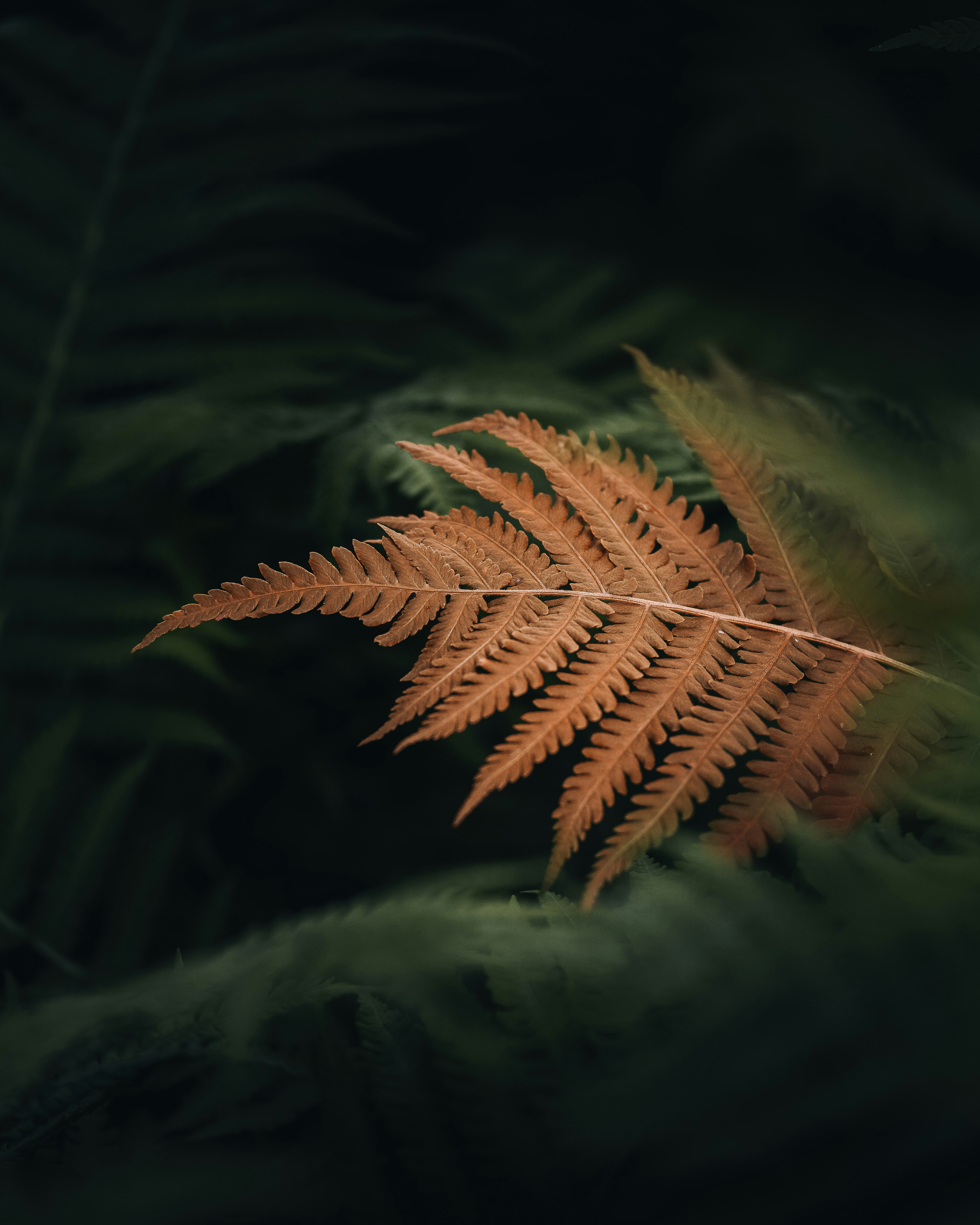 Gros plan d’une feuille de fougère sur fond sombre photo – Photo ...