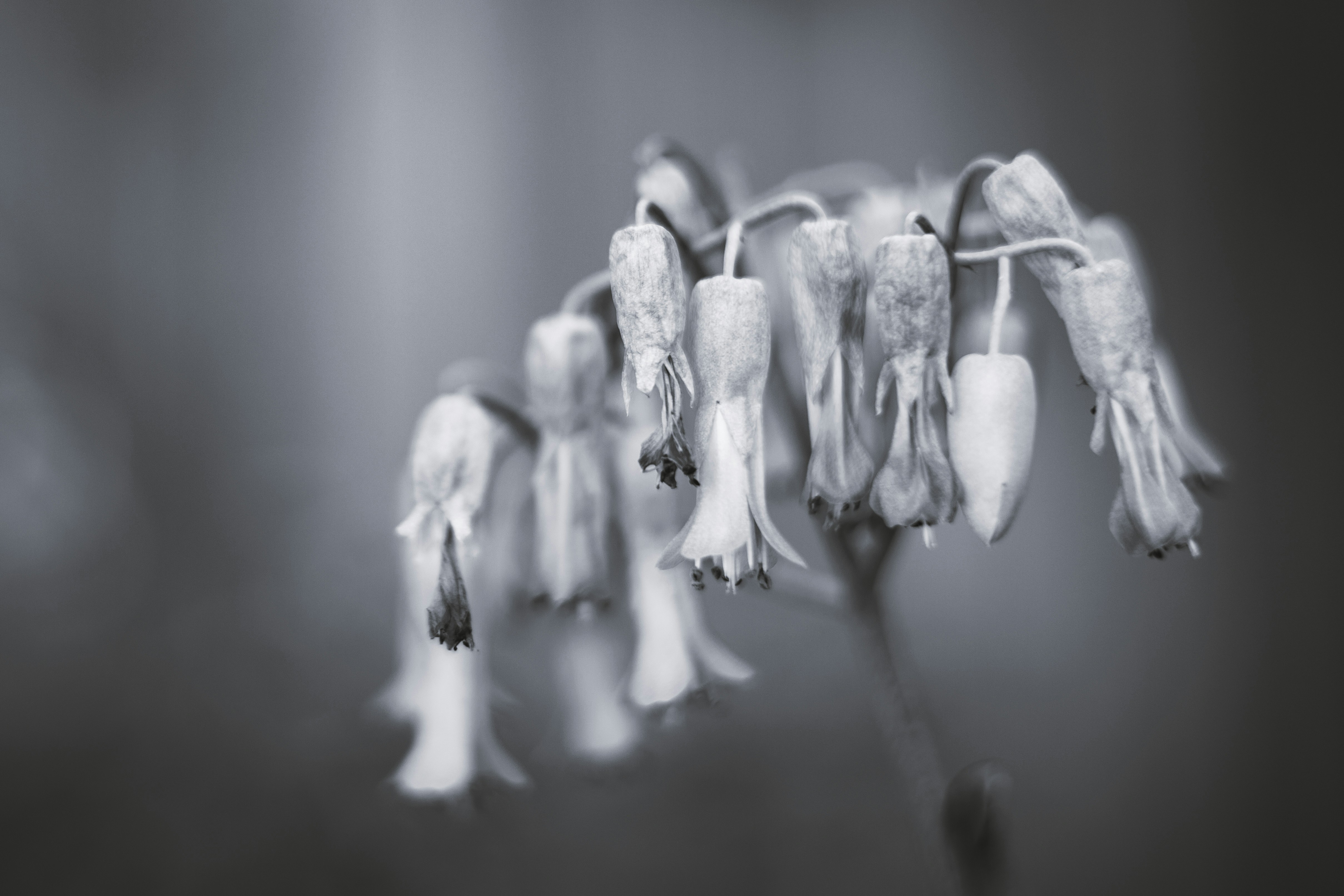 Whispering Bells: A Monochrome Macro Portrait of Fragile Blooms